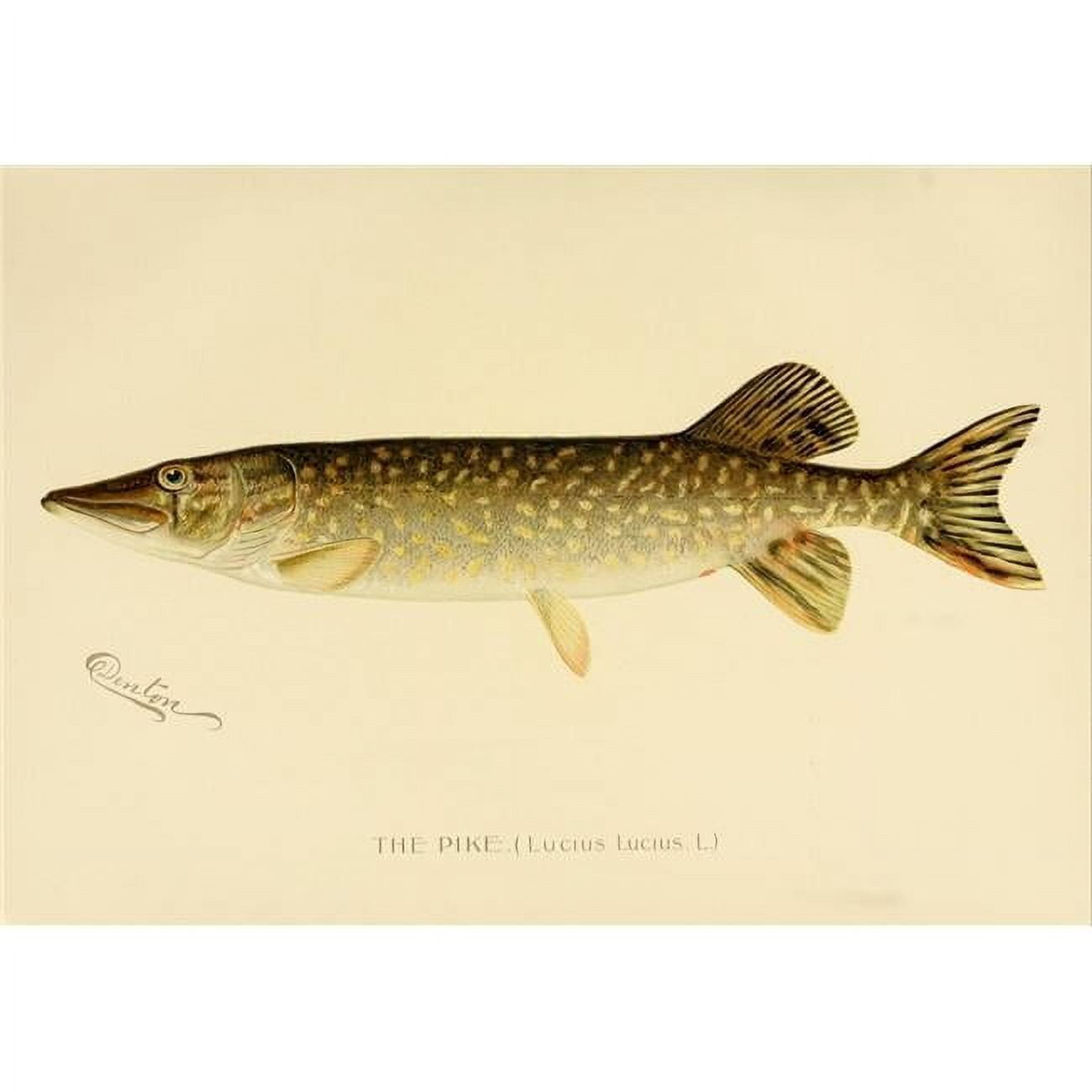 Commissioners of Fisheries NY 1899 The Pike Poster Print by S.F. Denton ...