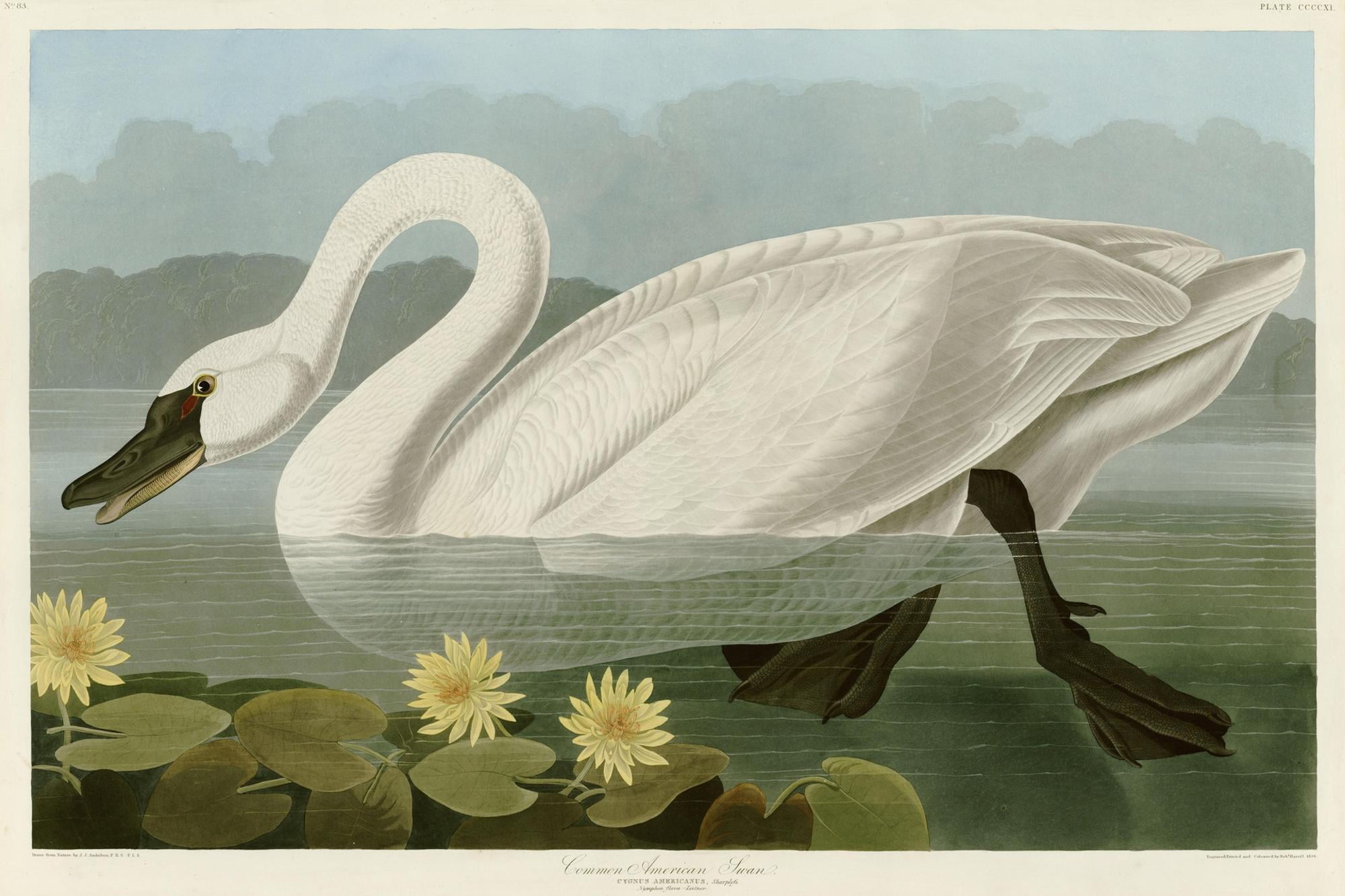 Art.com Common American Swan Giclee Print by John James Audubon, 36" x ...