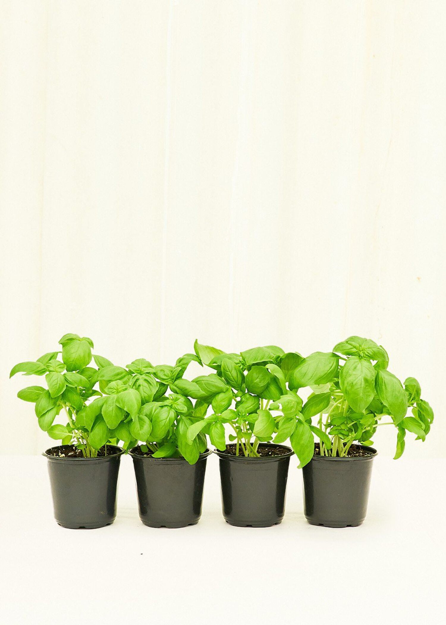 Common Basil 'Ocimum Basilicum' Live Green Plant - Walmart.com