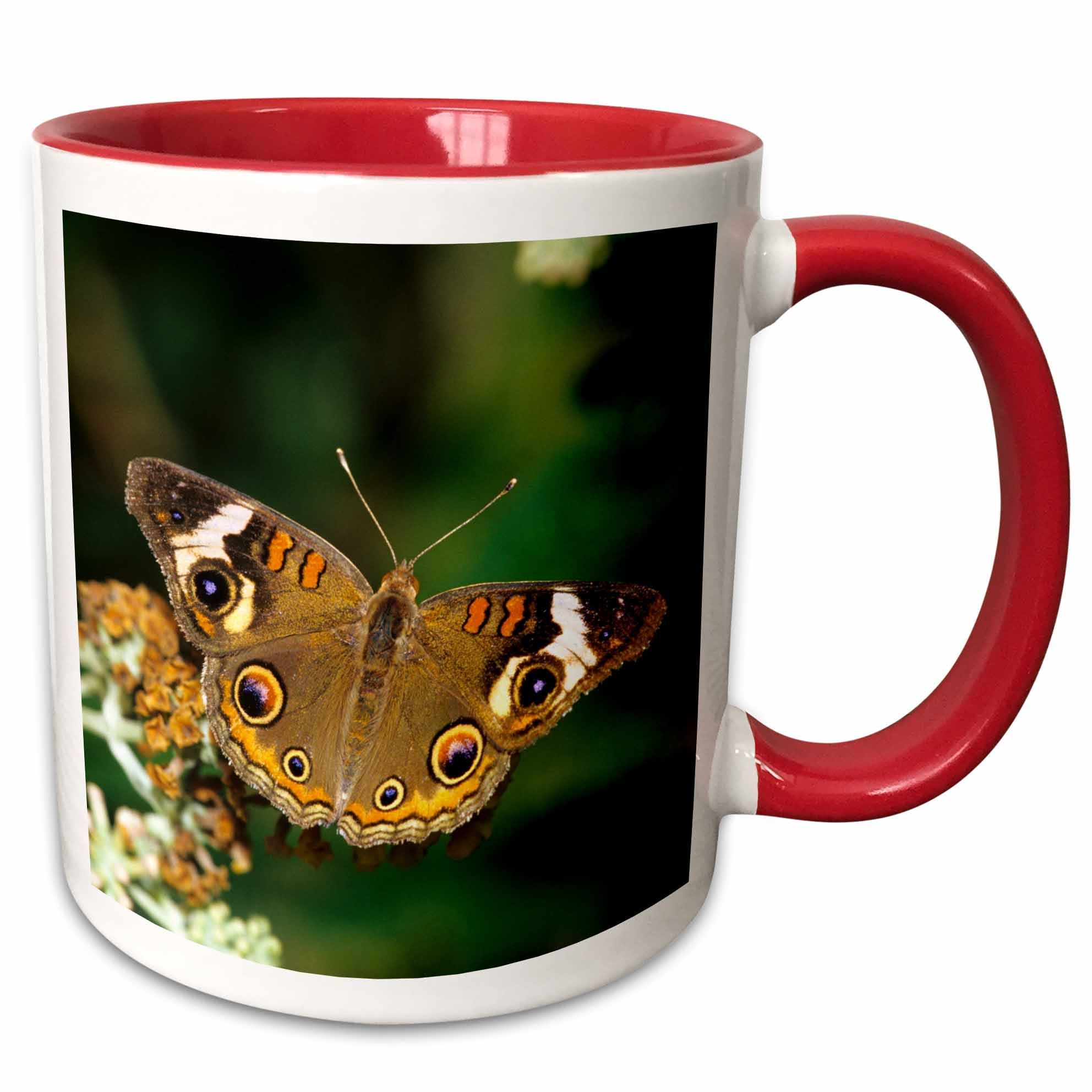 3drose, Common Buckeye Butterfly on Swamp Milkweed, Illinois, 15oz Two ...
