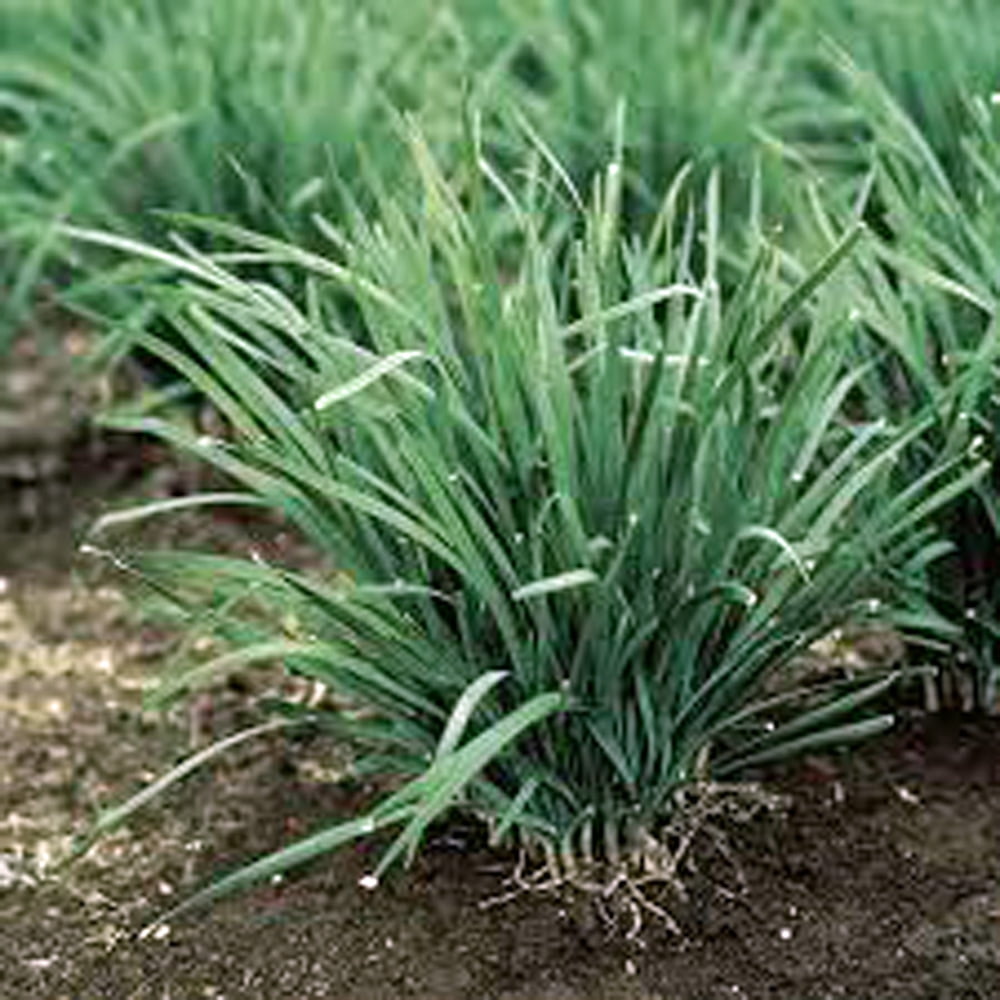 Country Creek Acres 100 Common Chive Plant Seeds - Walmart.com