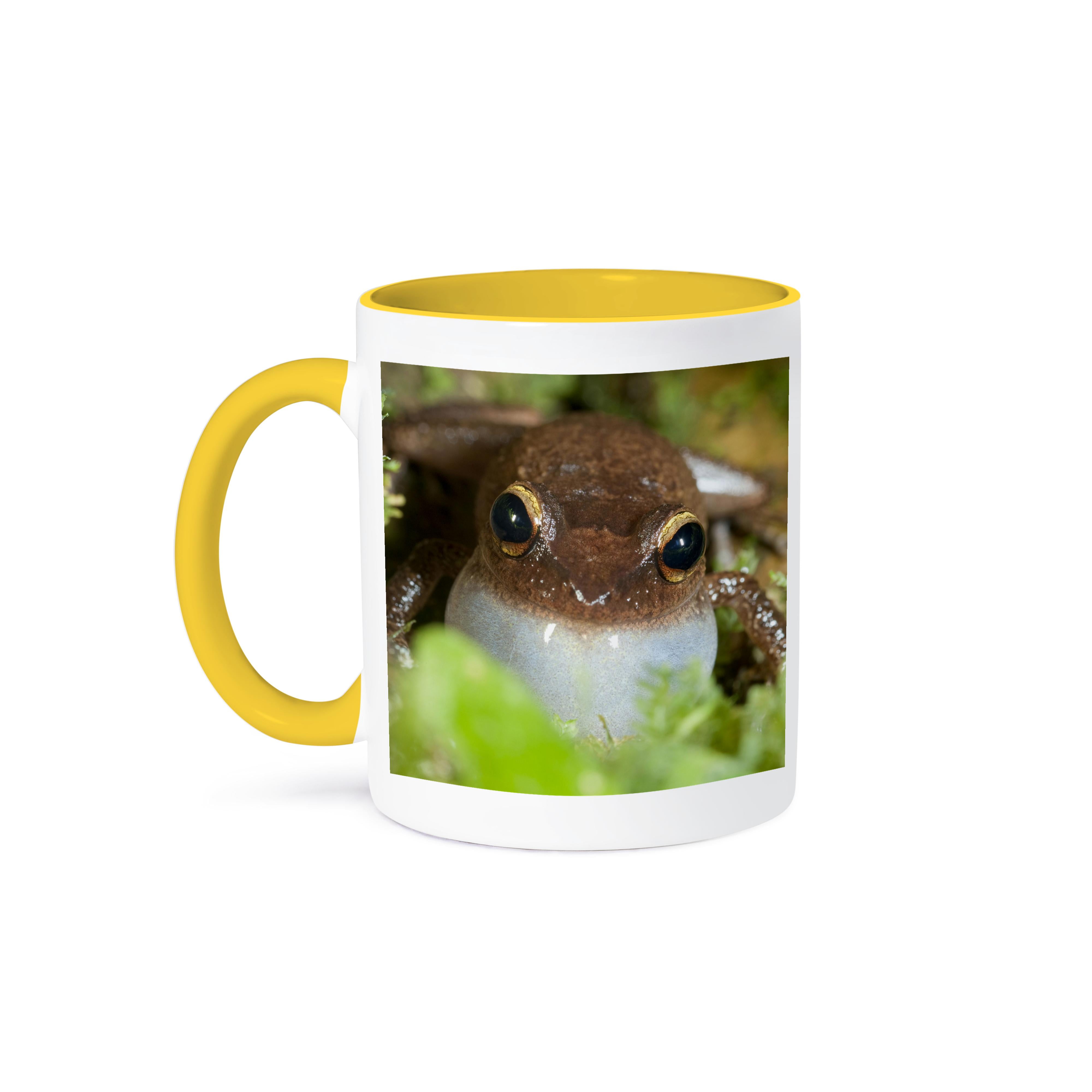 Common Coqui Frog, El Yunque Nf, Puerto Rico-Ca27 Mpr0001 - Maresa ...