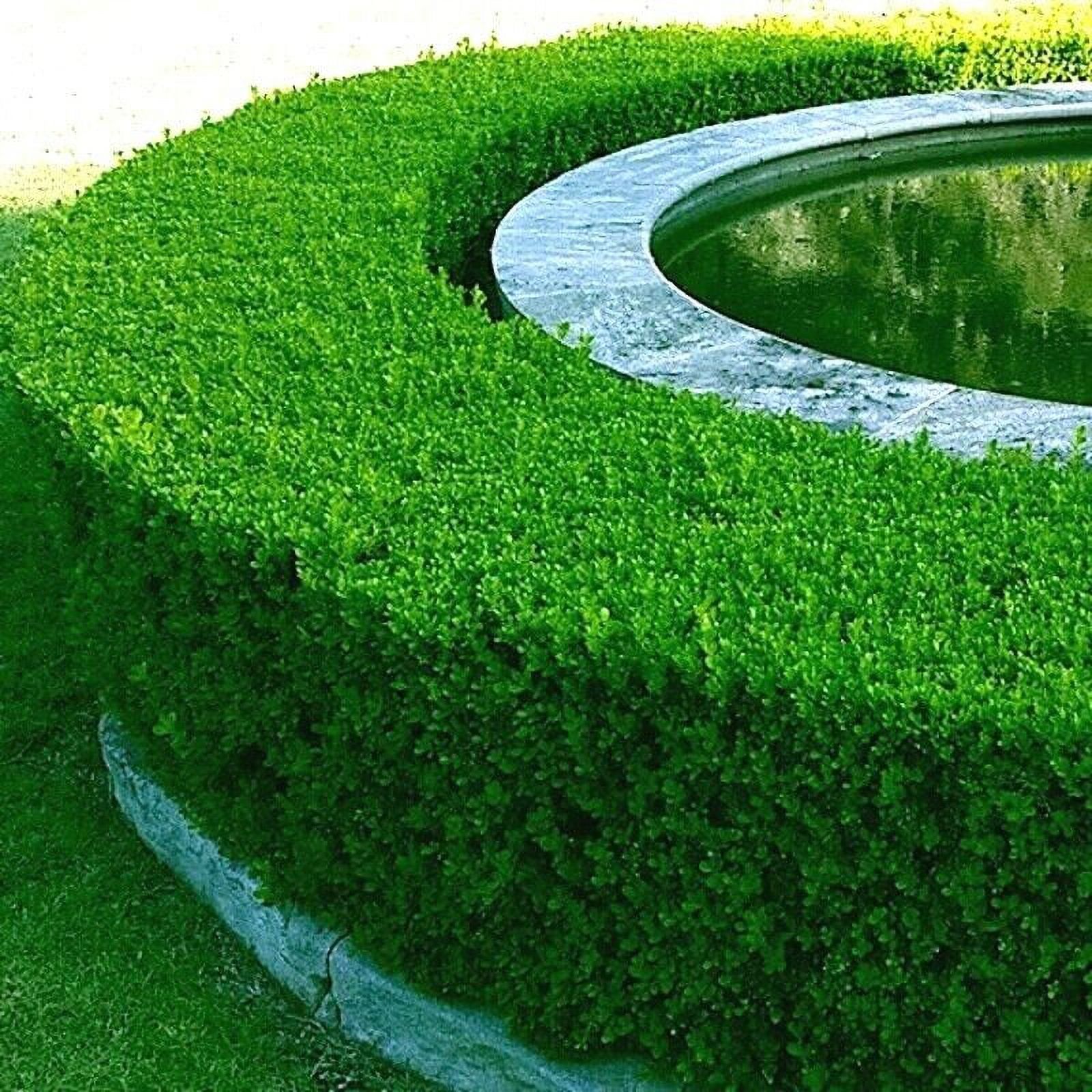 Common English Boxwood Tree Seeds (Buxus sempervirens) Hardy ...