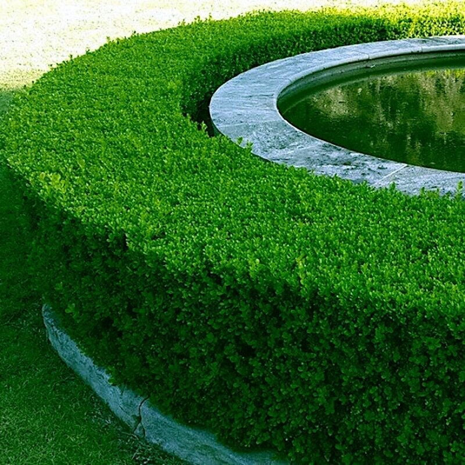 Common English Boxwood Tree Seeds (Buxus sempervirens) Hardy ...