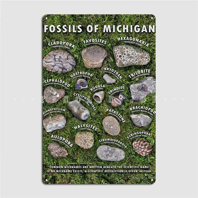 Common Fossils Of Michigans Identification Guide Metal Plaque Poster ...