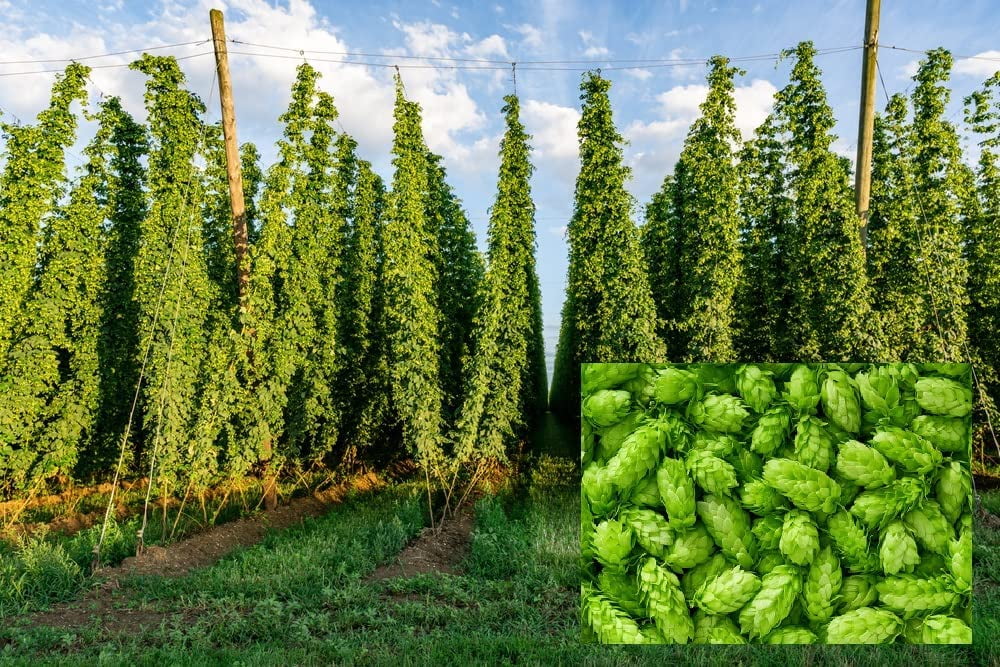Common Hops Seeds for Planting - 30 Seeds - Beer Hops, Humulus lupulus ...