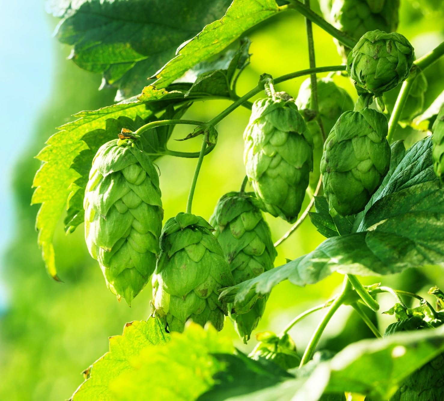 Common Hops Seeds for Planting - 30 Seeds - Beer Hops, Humulus lupulus ...