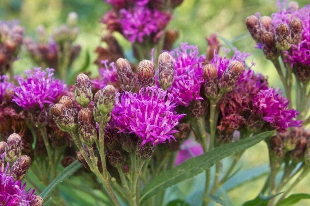 Common Ironweed Seeds - Deep Purple-red Wildflowers Glow in Late Summer ...