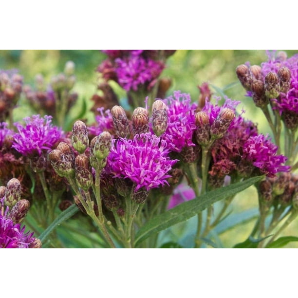 Common Ironweed Seeds - Deep Purple-red Wildflowers Glow in Late Summer ...