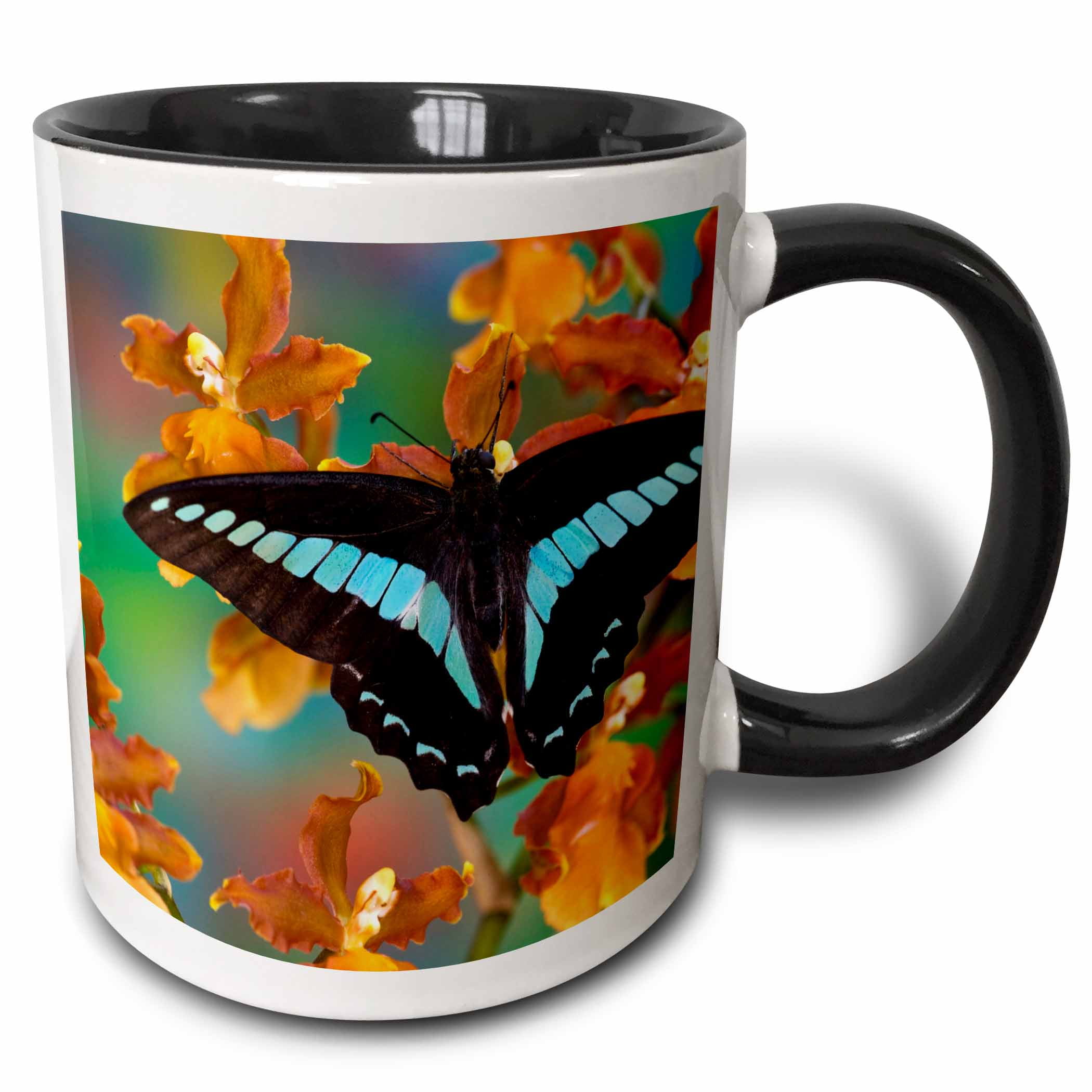3drose, Common Jay Butterfly on Orchid - Us48 Dgu0369 - Darrell Gulin ...