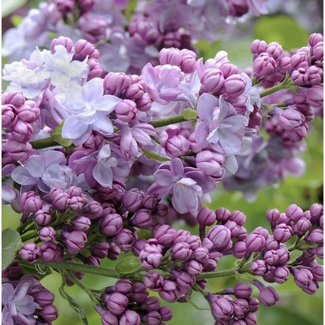 Common Lilac Tree in 4" Pot - Old fashion Lilac - Purple Lilac ...