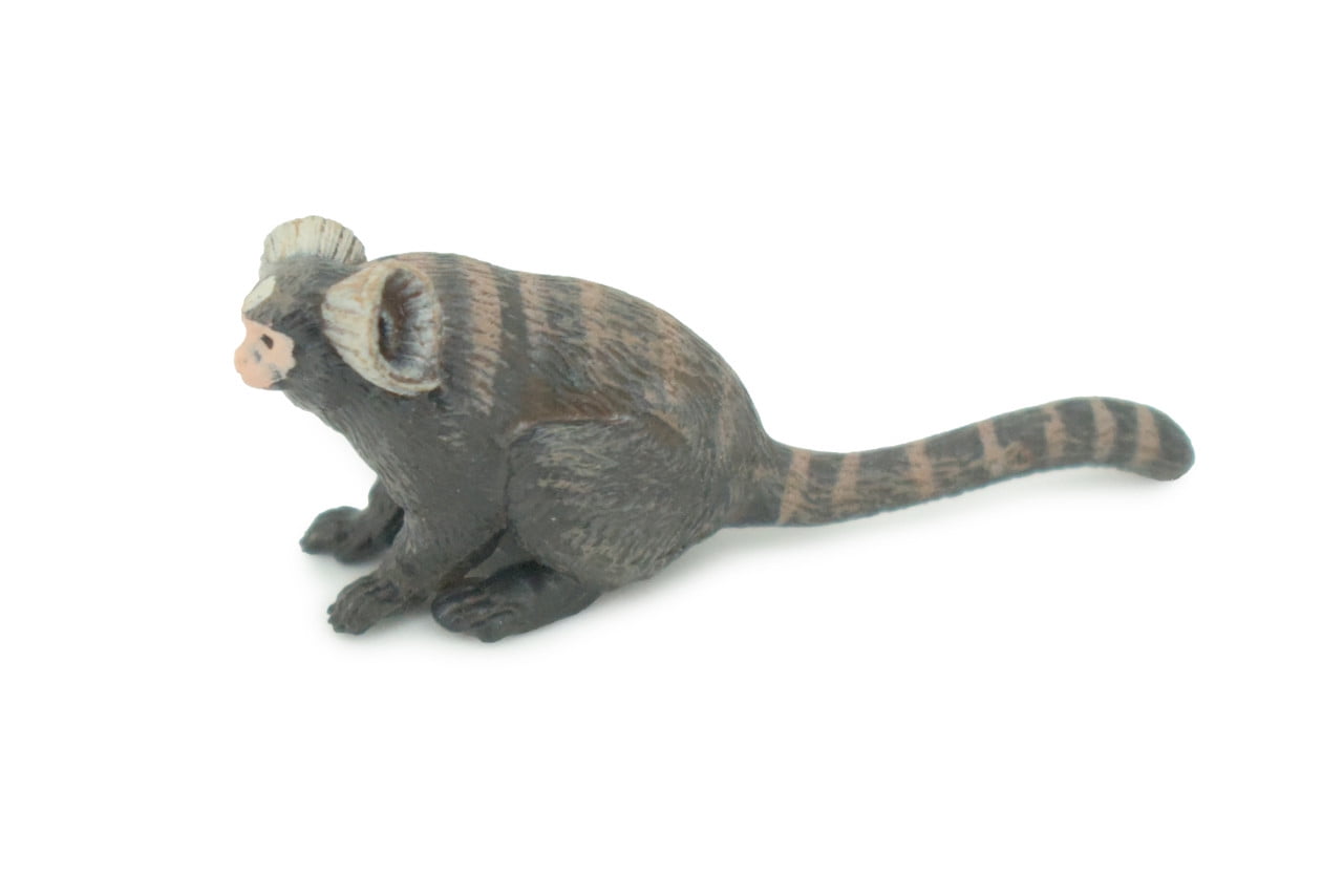 Common Marmoset, White-Tufted Marmoset, Hand Painted, Educational ...