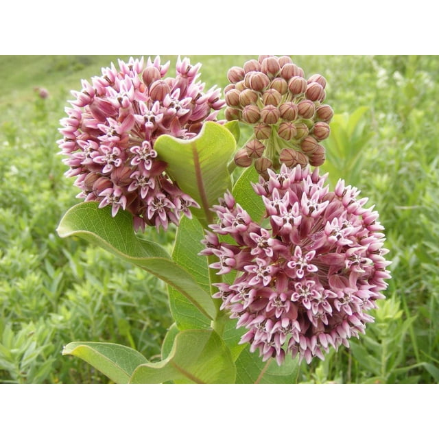 CZ Grain Common Milkweed Native Seeds (100) - Asclepias syriaca - Great for Butterfly Garden ...