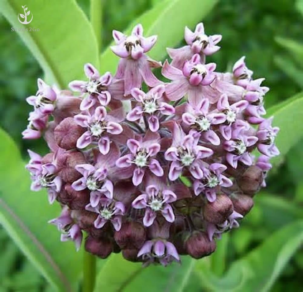 Common Milkweed Native TWE5 Seeds (Asclepias Syriaca), Pack of 100 ...