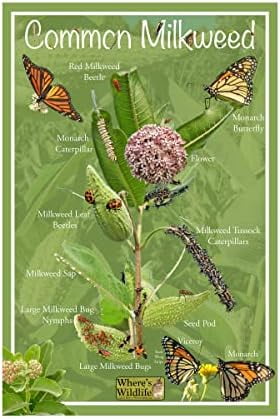Common Milkweed Nature Poster – Educational Plant Guide with Monarch ...