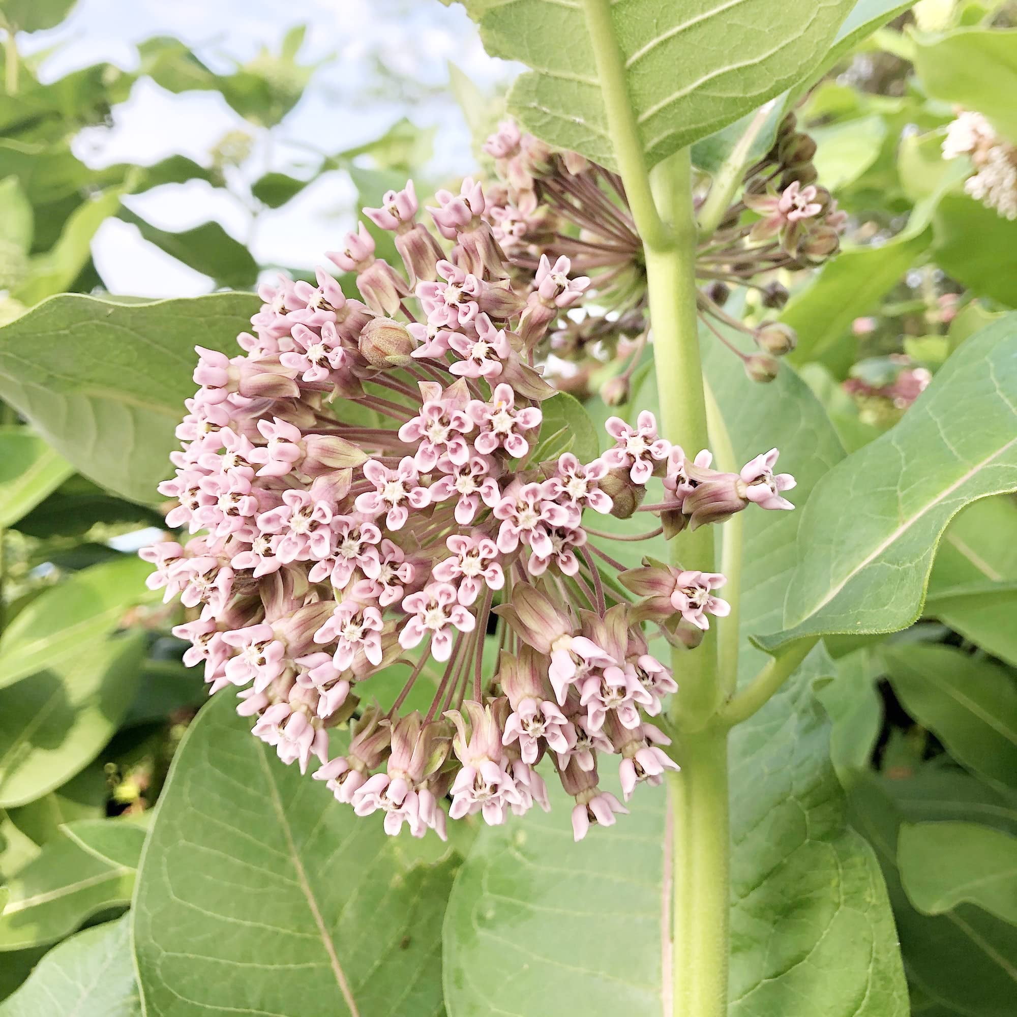 Common Milkweed Seeds SCH4 Asclepias Syriaca Perennial Sweetly Scented ...
