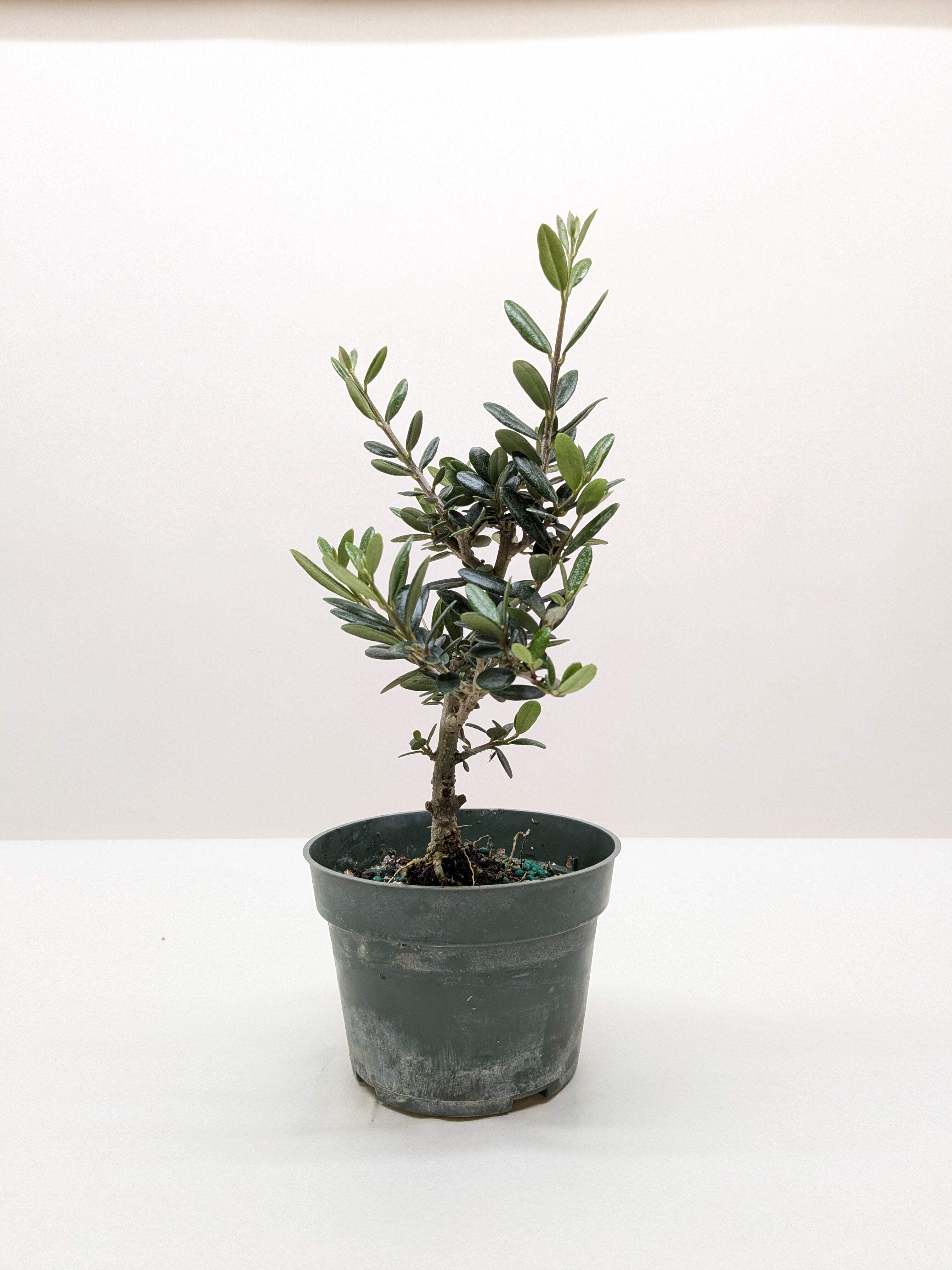 Common Olive Tree (Olea europaea), 4" Pot, Indoor Houseplant, Easy Care ...
