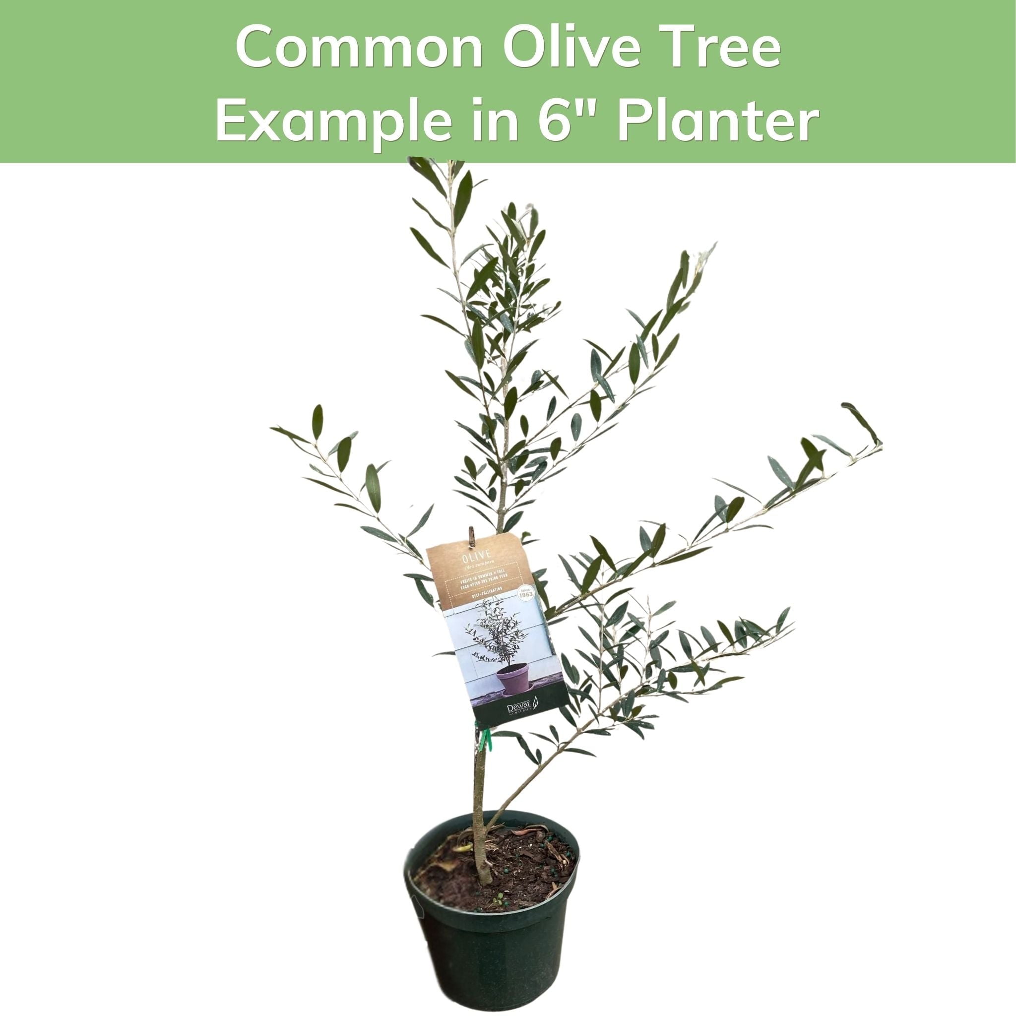 Common Olive Tree - Walmart.com