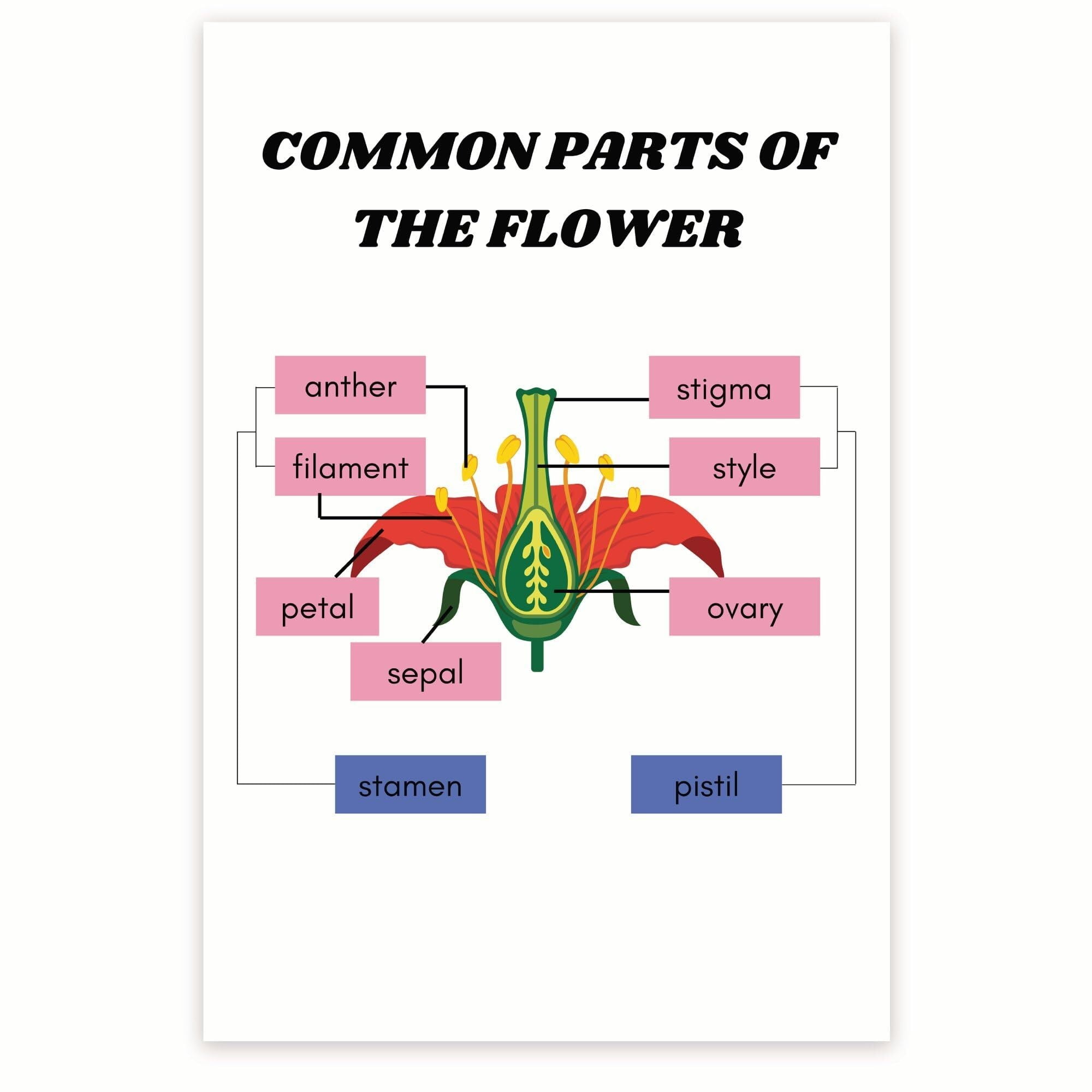 Common Parts of the Flower Poster - Flower Anatomy Diagram Poster ...