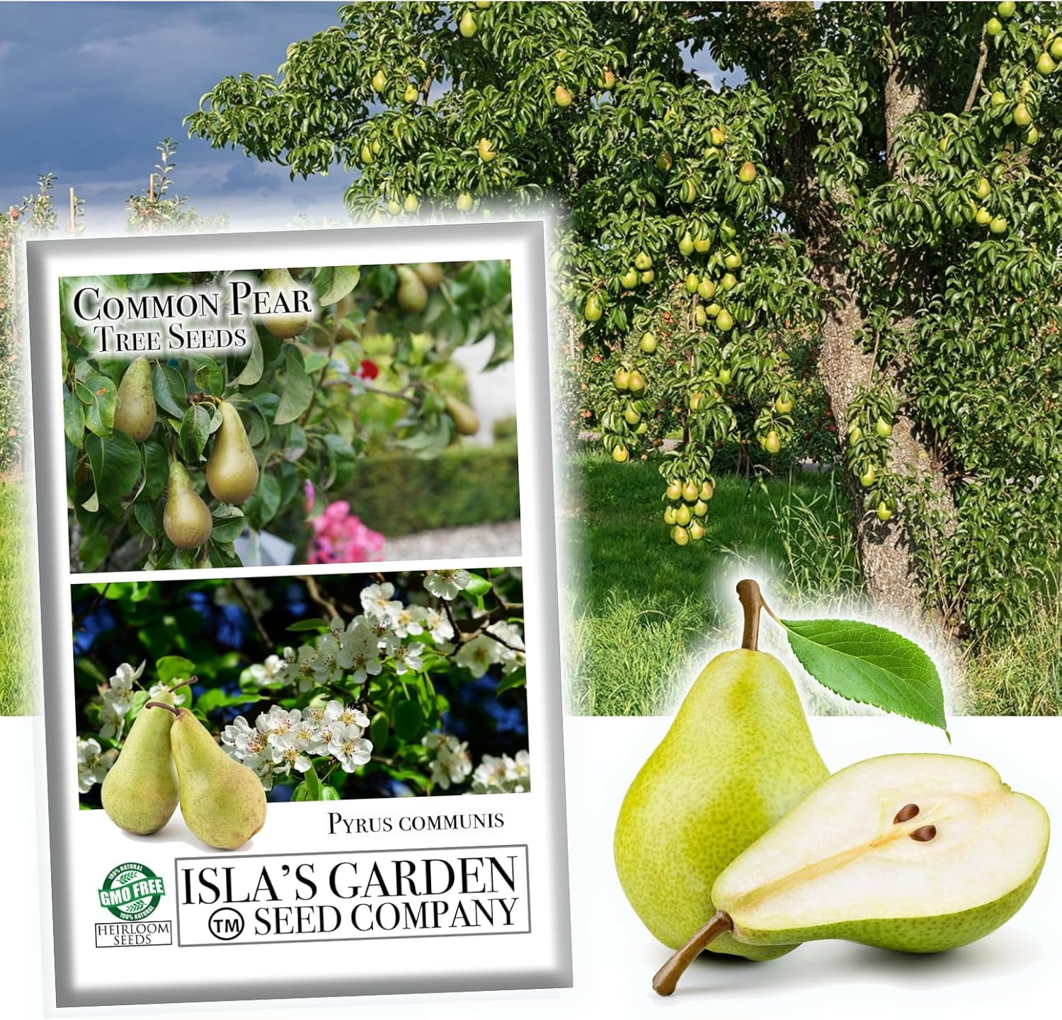 Common Pear Tree Seeds - 30 Non-GMO Heirloom Seeds, Pyrus communis ...