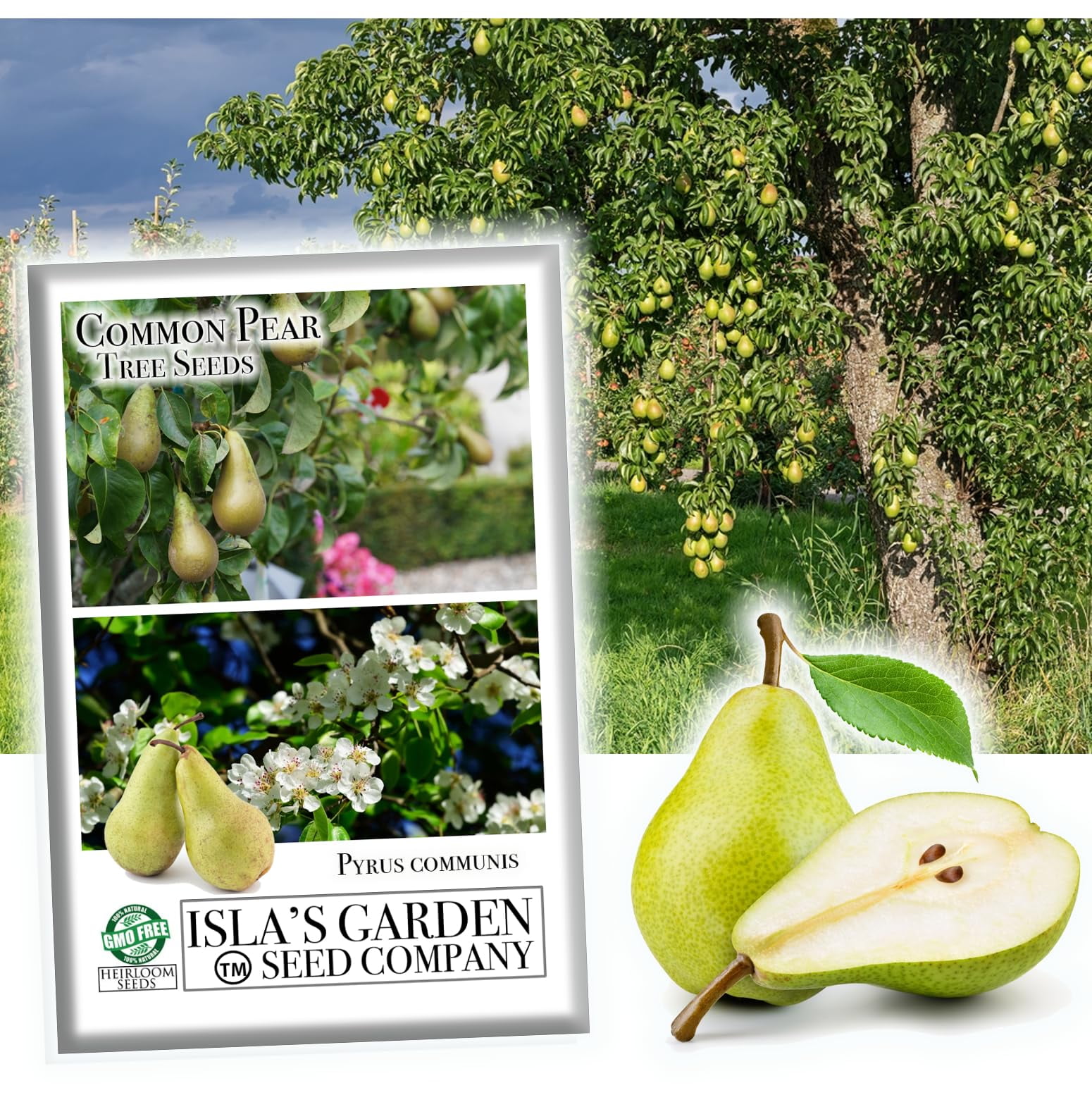 Common Pear Tree Seeds, 30 Seeds Per MHD1Packet, Isla's Garden Seeds ...