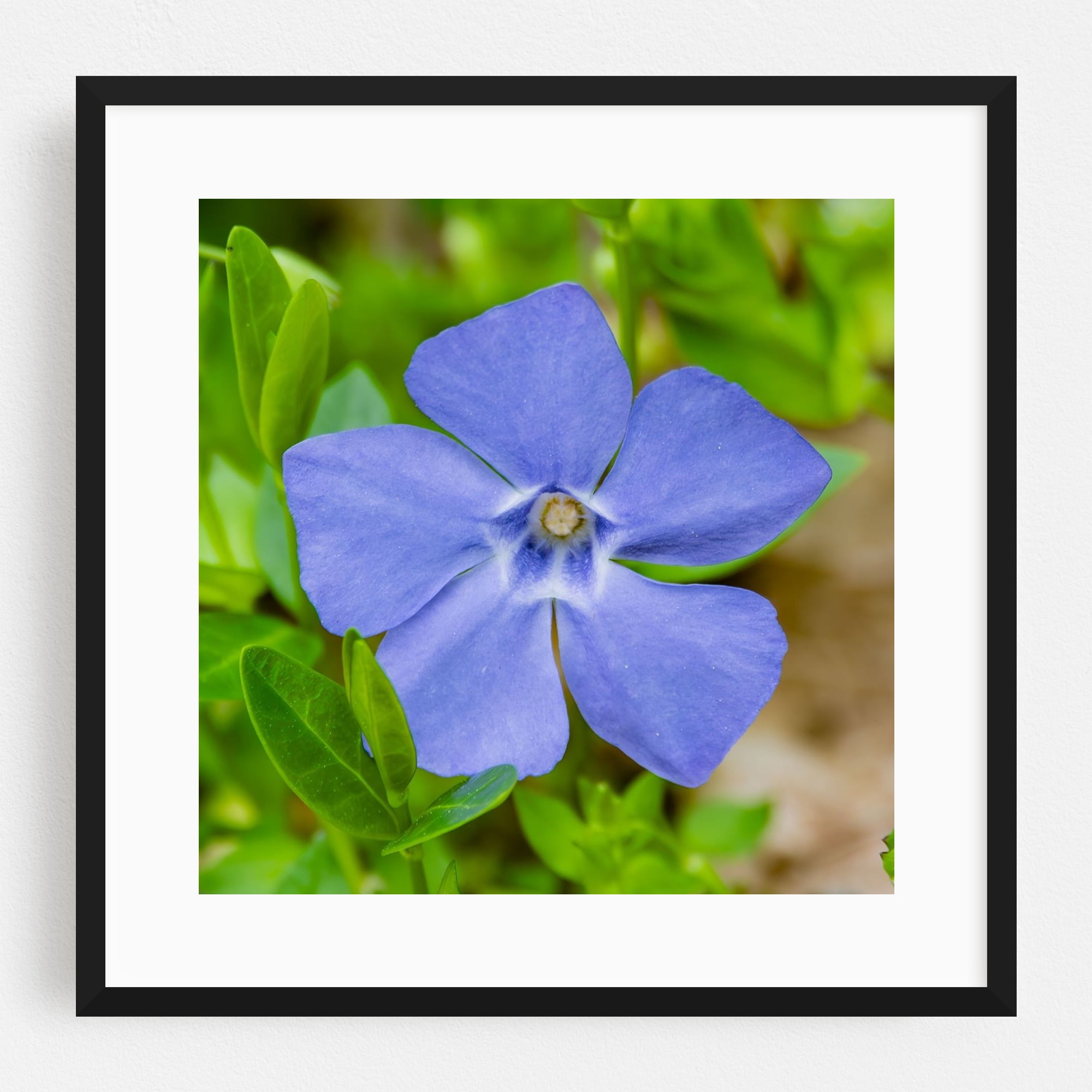 Common Periwinkle in Bloom in Pennsylvania - Pennsylvania Photography ...