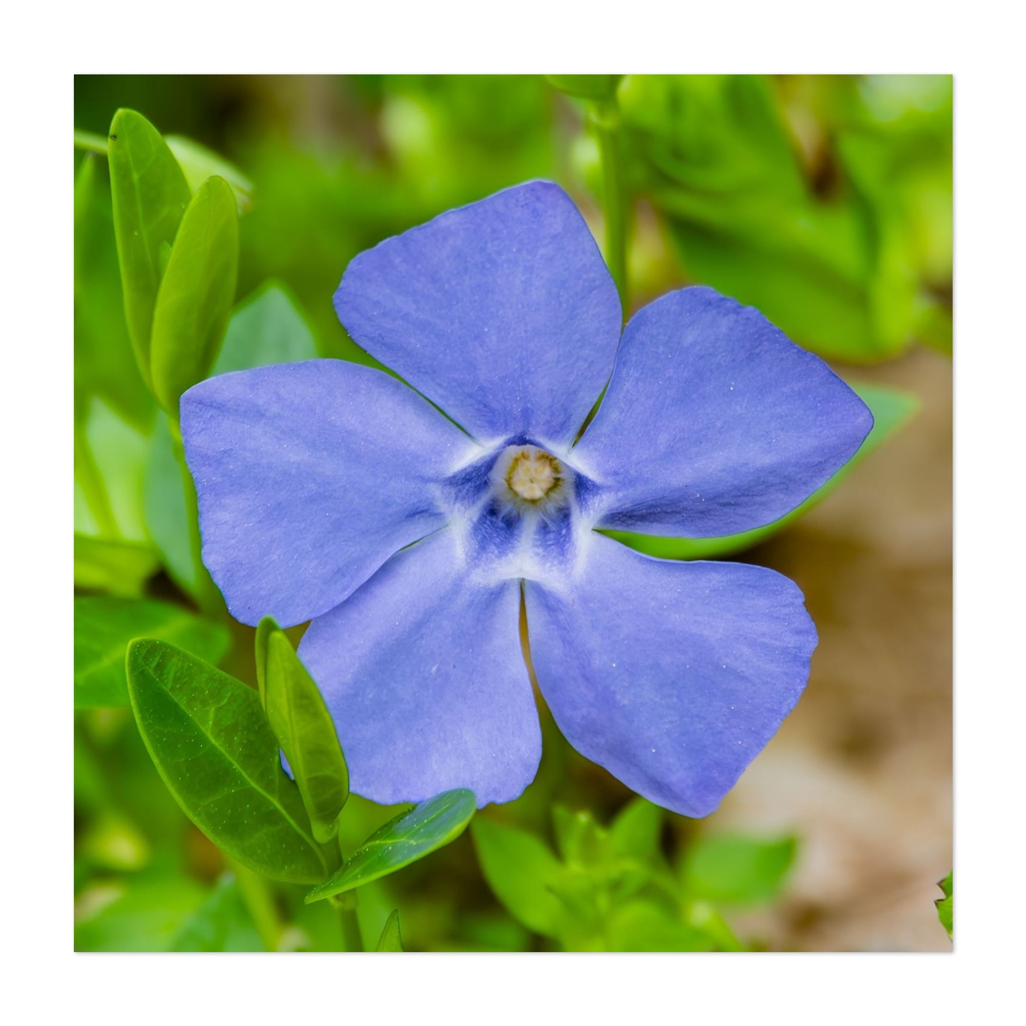 Common Periwinkle in Bloom in Pennsylvania - Pennsylvania Photography ...