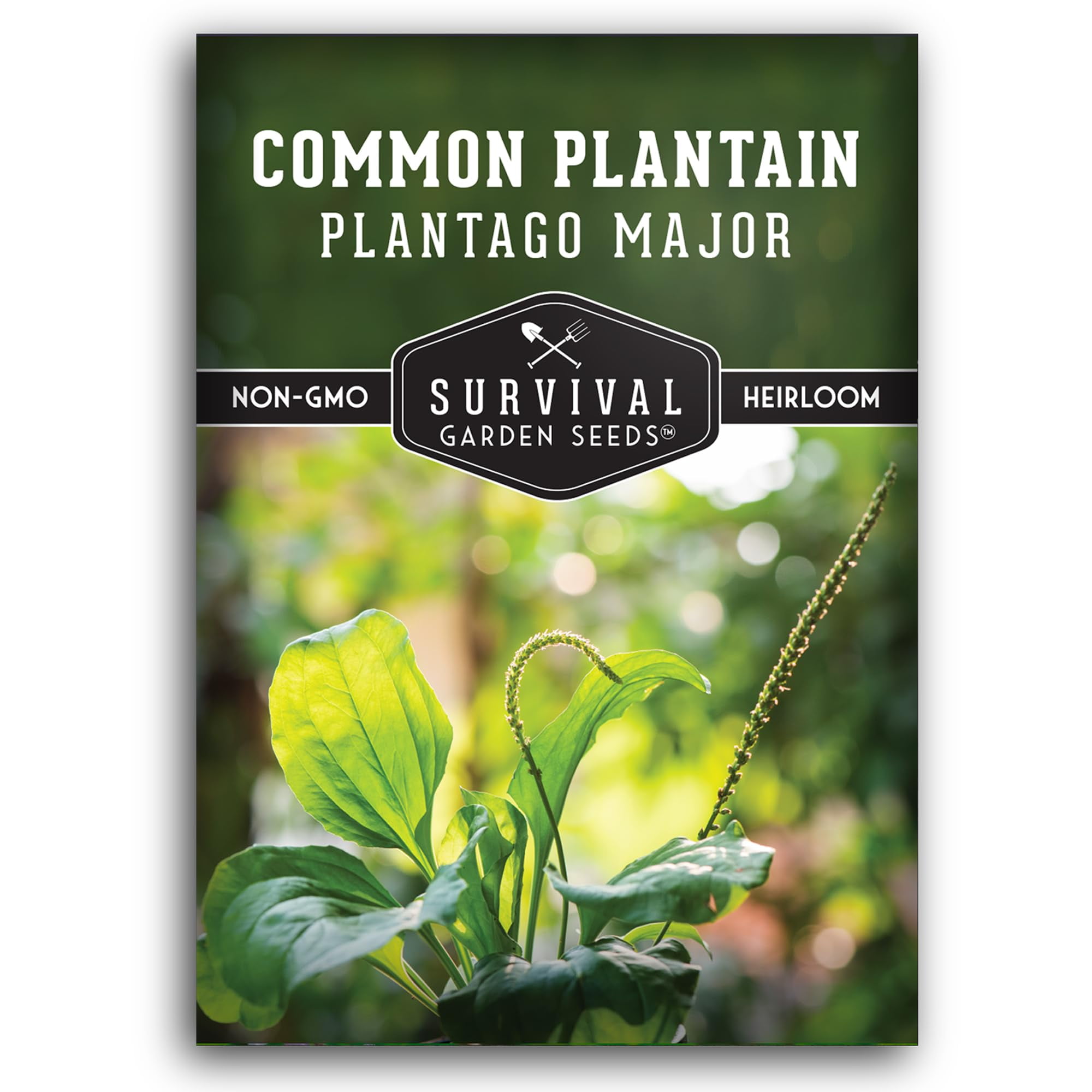 Common Plantain Seeds AJH3 for Planting - 1 Packet with Instructions to ...