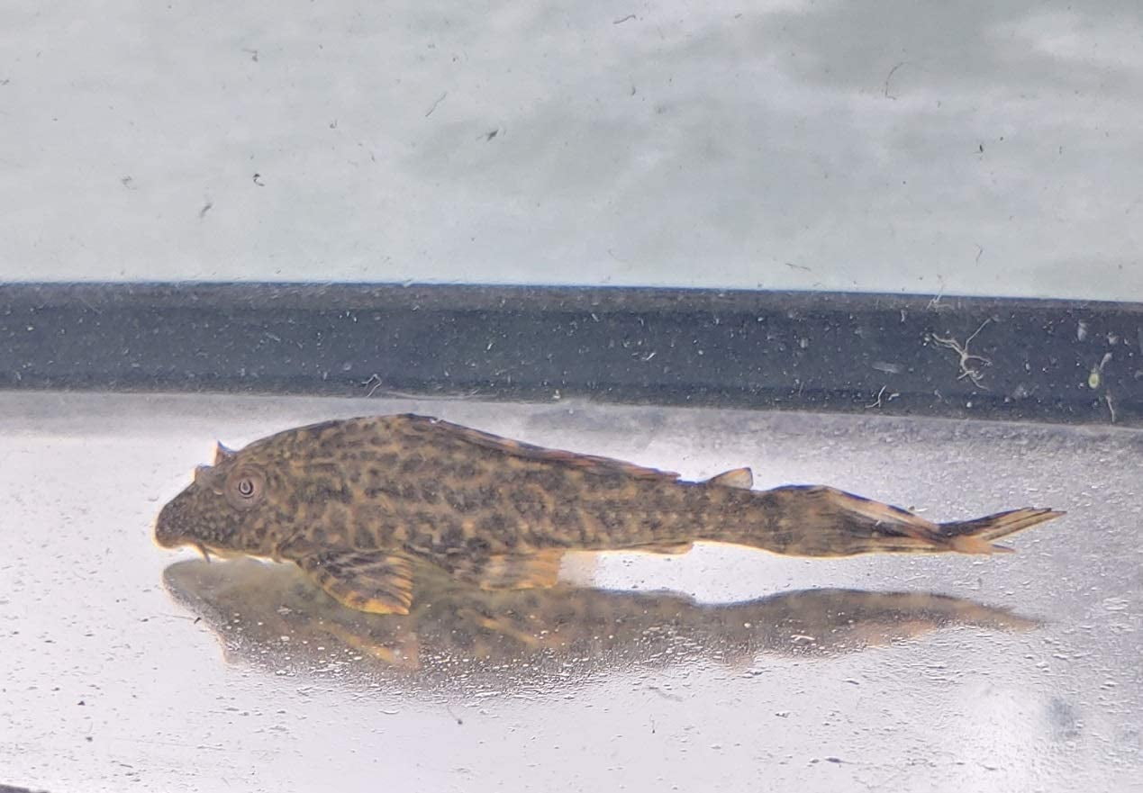 Small Pleco Species