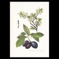 Common Plum Tree Botanical Print, Unframed Paper Poster 11x14in ...