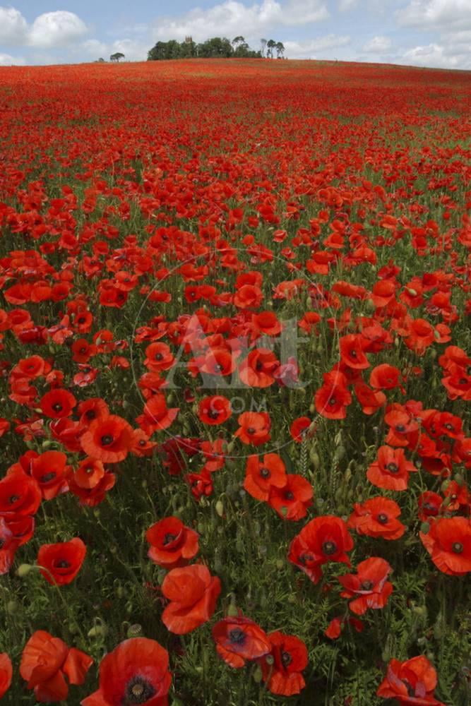 Common Poppies in Field, April, Unframed Photographic Print Wall Art ...