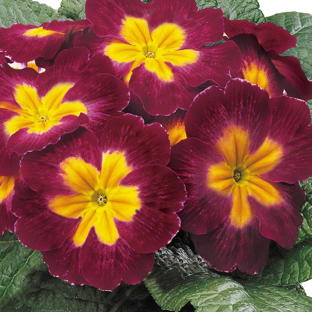 Common Primrose Acaulis Danova Burgundy Bicolor Garden Flower Seeds ...