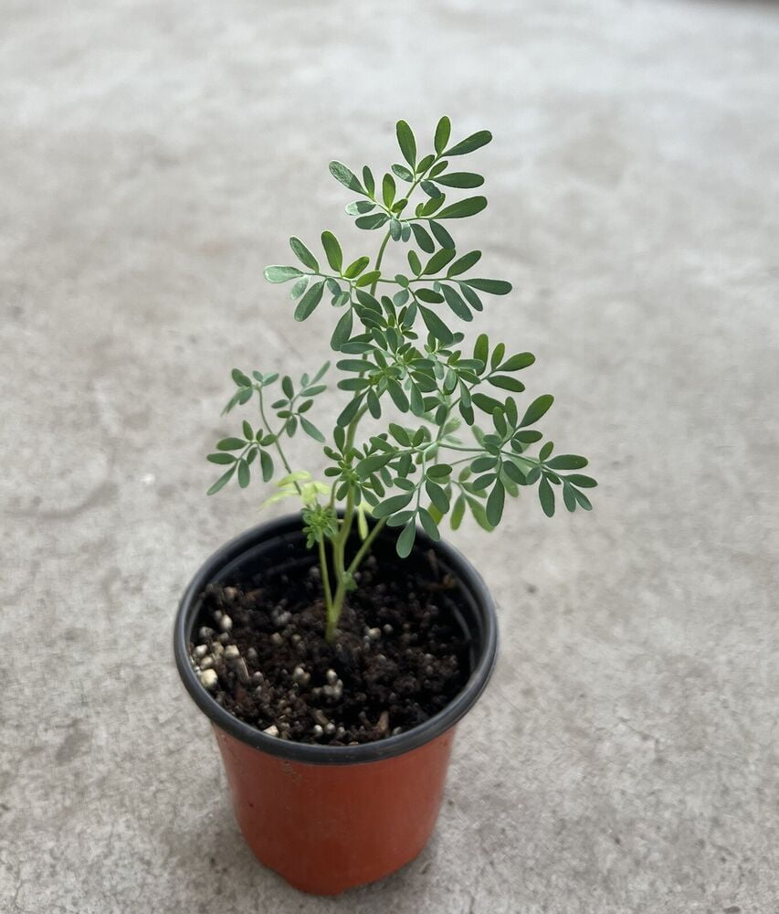 Common Rue Plant 6” With Pot Ruta graveolens Herb of Grace Ready To ...