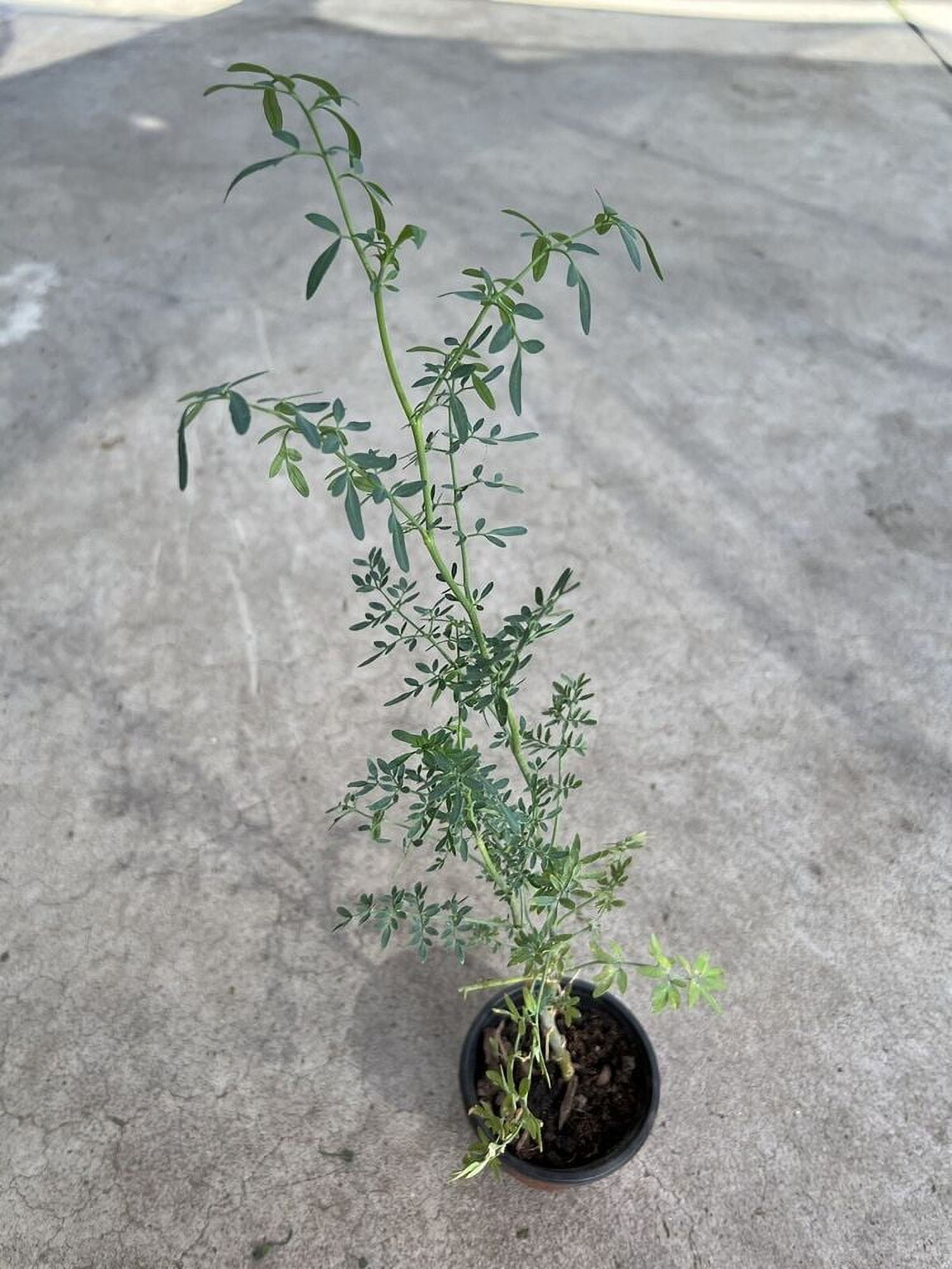 Common Rue Plant With Pot 15” Ruta graveolens Herb of Grace Ready To ...