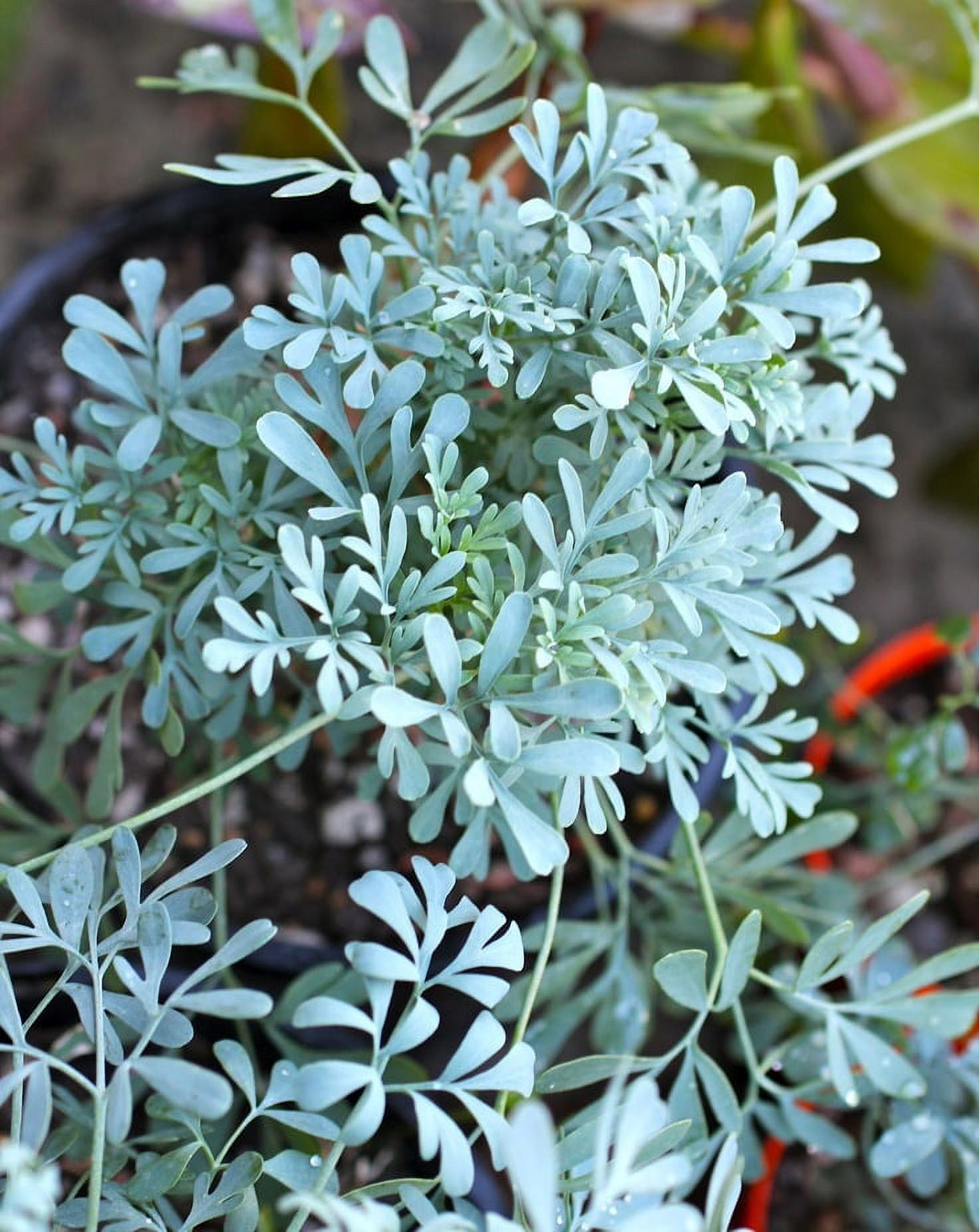 Ruta Graveolens - Common Rue - Shade Perennial Herb - 100 Seeds ...