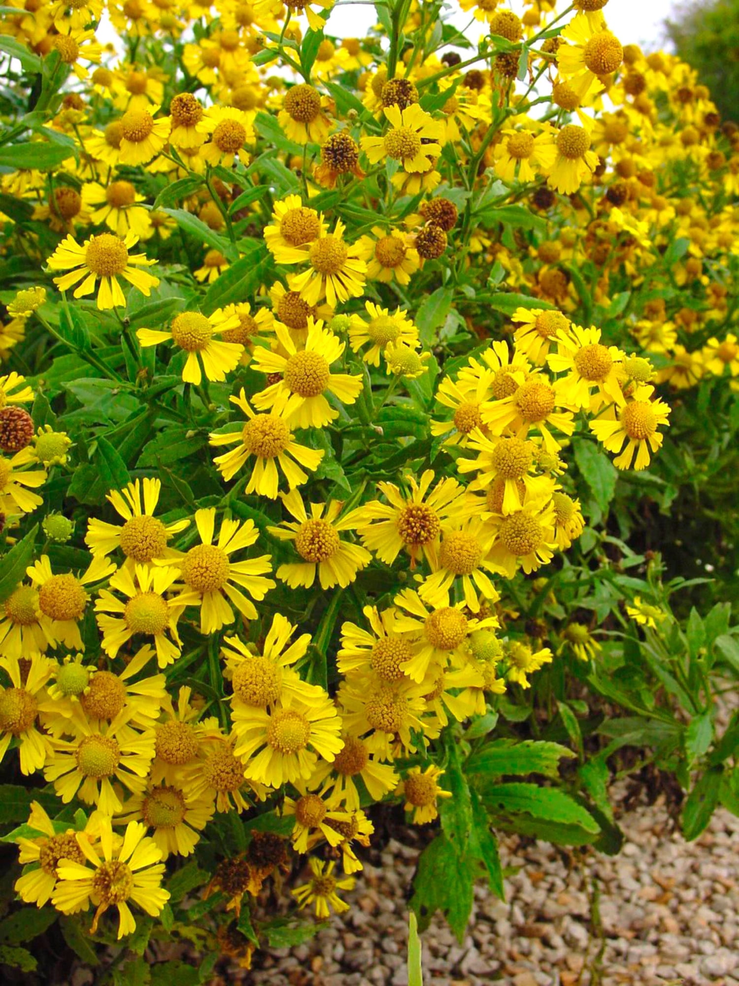 Sneezeweed