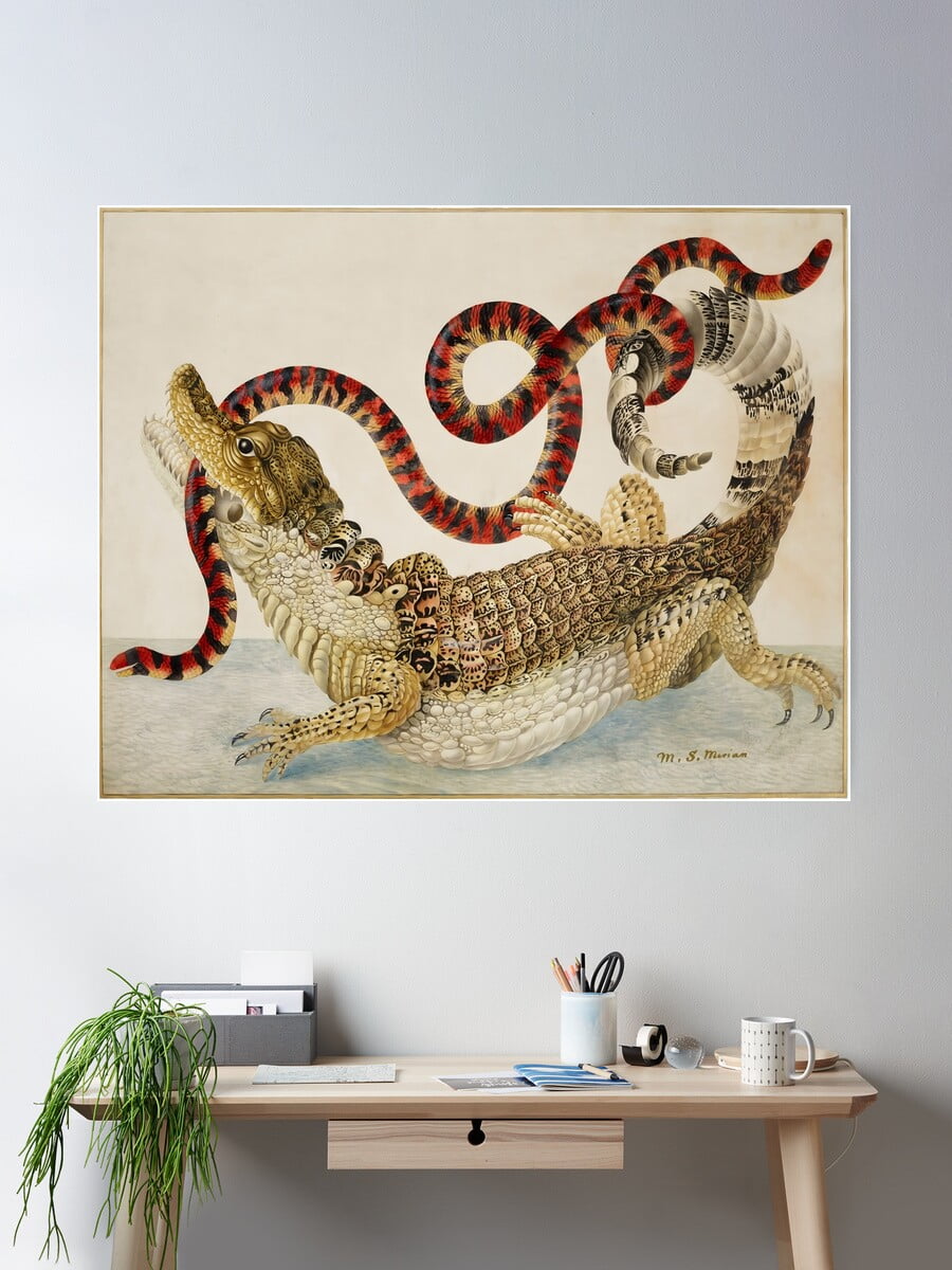 Common Or Spectacled Caiman With South American False Coral Snake Â ...