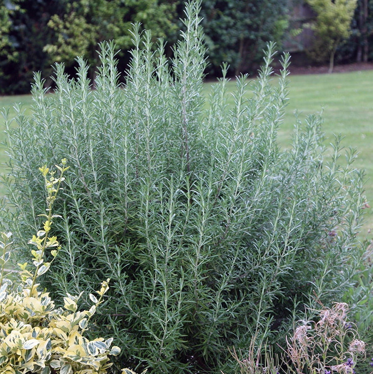 Common Upright Rosemary Plant - 2.5" Pot - Indoors or Out - Walmart.com