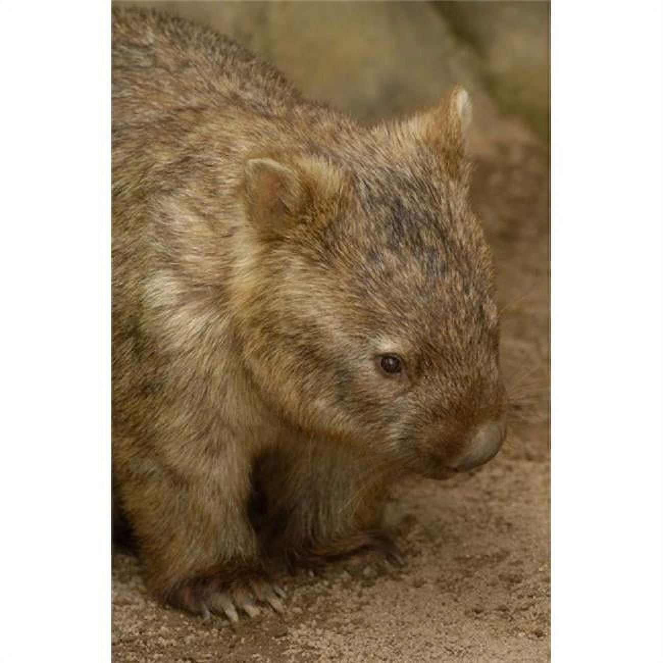 Common Wombat Marsupial Australia Poster Print by Pete Oxford - 19 x 29 ...