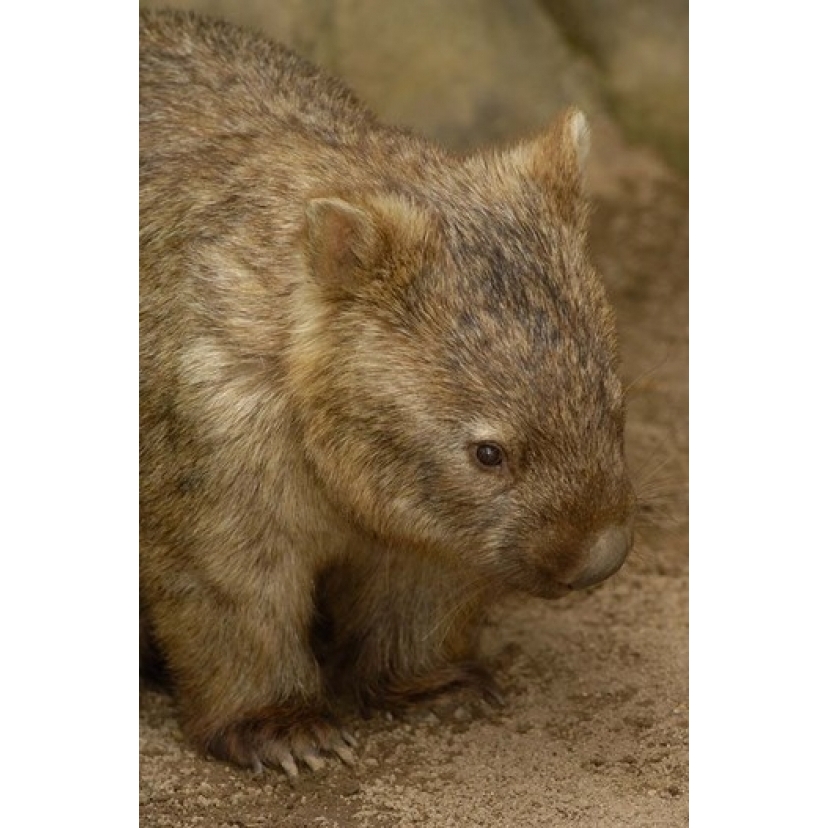 Common Wombat Marsupial Australia Poster Print by Pete Oxford (24 x 36 ...
