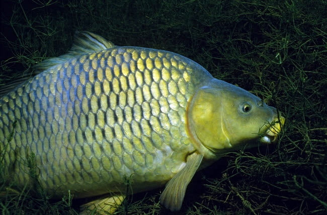Common carp (Cyprinus carpio) in a lake in Austria Poster Print by ...