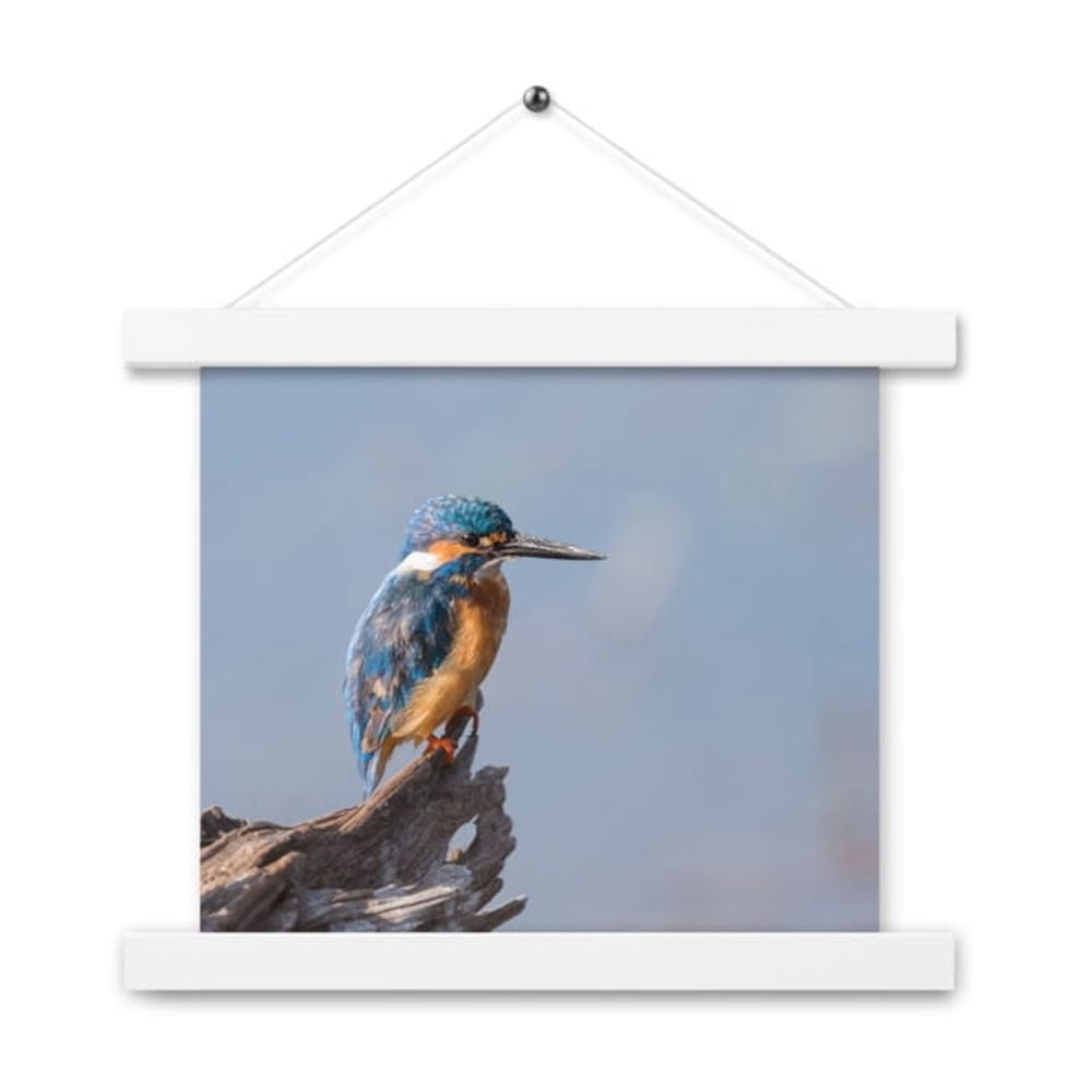 Common kingfisher ! - Poster with hangers (White, 10″×10″) - Walmart.com