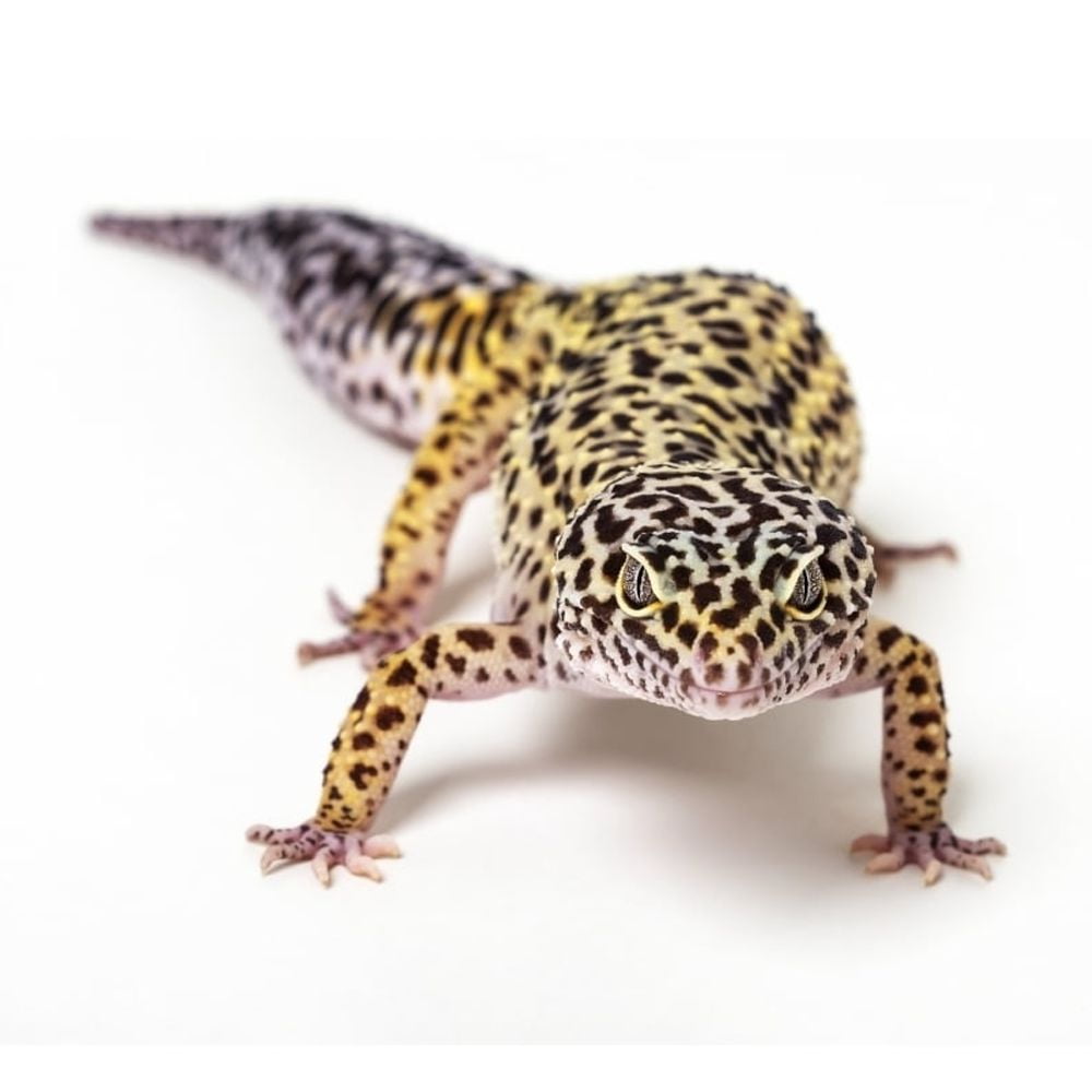 Common leopard gecko on a white background; Studio Poster Print by Leah ...