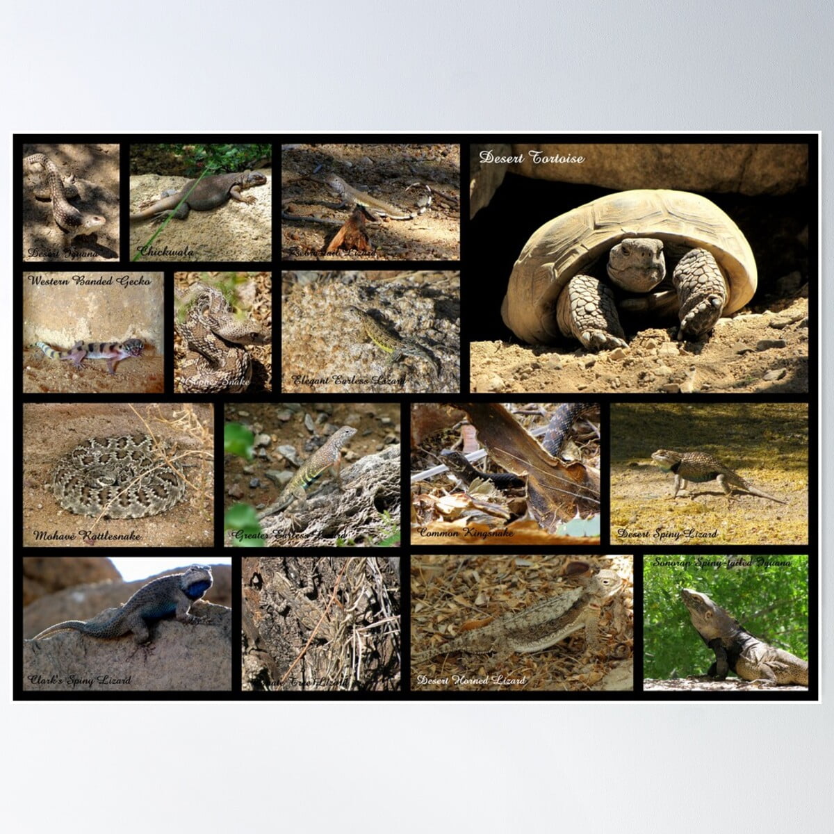 Commonly Seen Arizona Reptiles ~ Poster Poster, 12x18 UNFRAMED ...