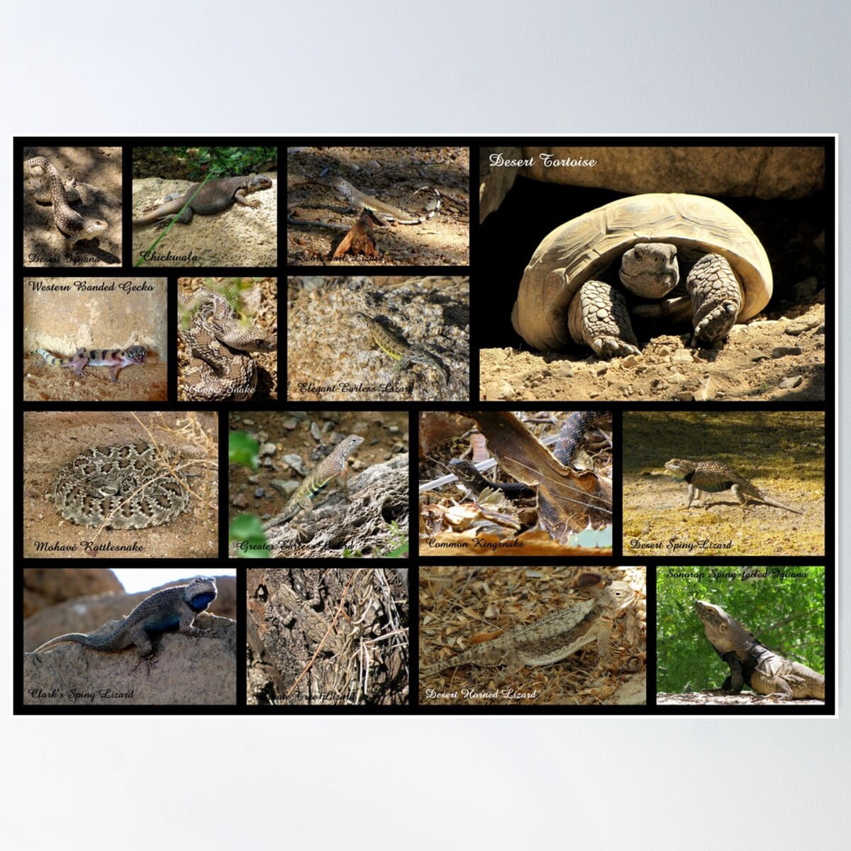 Commonly Seen Arizona Reptiles ~ Poster Poster, 8x12 UNFRAMED - Walmart.com