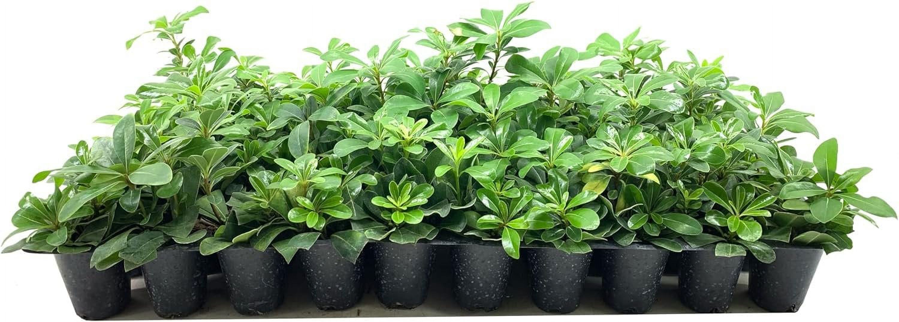 Compact Green Pittosporum 10 Live Plants Pittosporum Tobira Beautiful ...