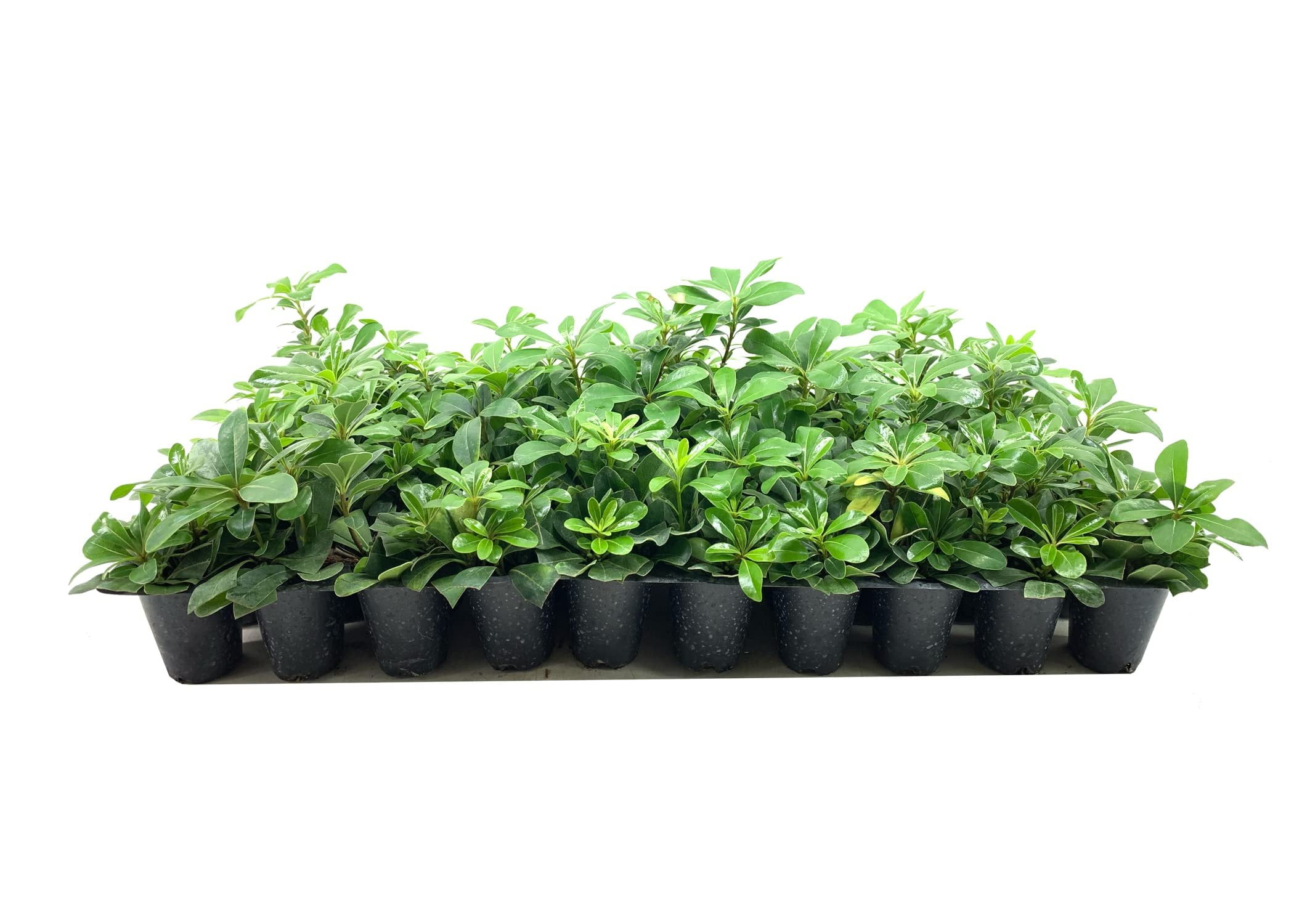 Florida Foliage Compact Green Pittosporum, 40 Live Hardy Shrubs ...