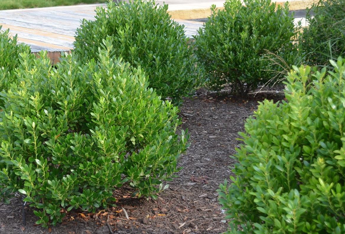 Compact Inkberry Holly-Ilex glabra 'Compacta'-Versatile Evergreen Shrub ...