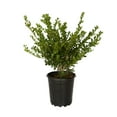 Expert Gardener Compacta Japanese Holly (2.5 Quart) Compact Evergreen ...