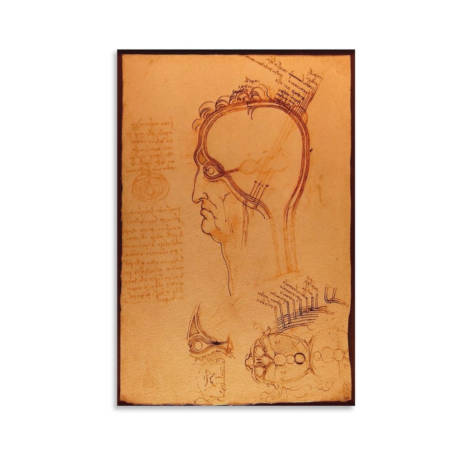 Comparison of Scalp Skin And Onion by Leonardo Da Vinci Posters Canvas ...